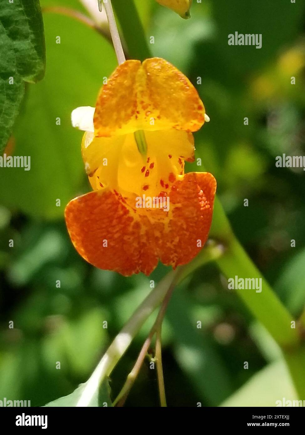 common jewelweed (Impatiens capensis) Plantae Stock Photo - Alamy