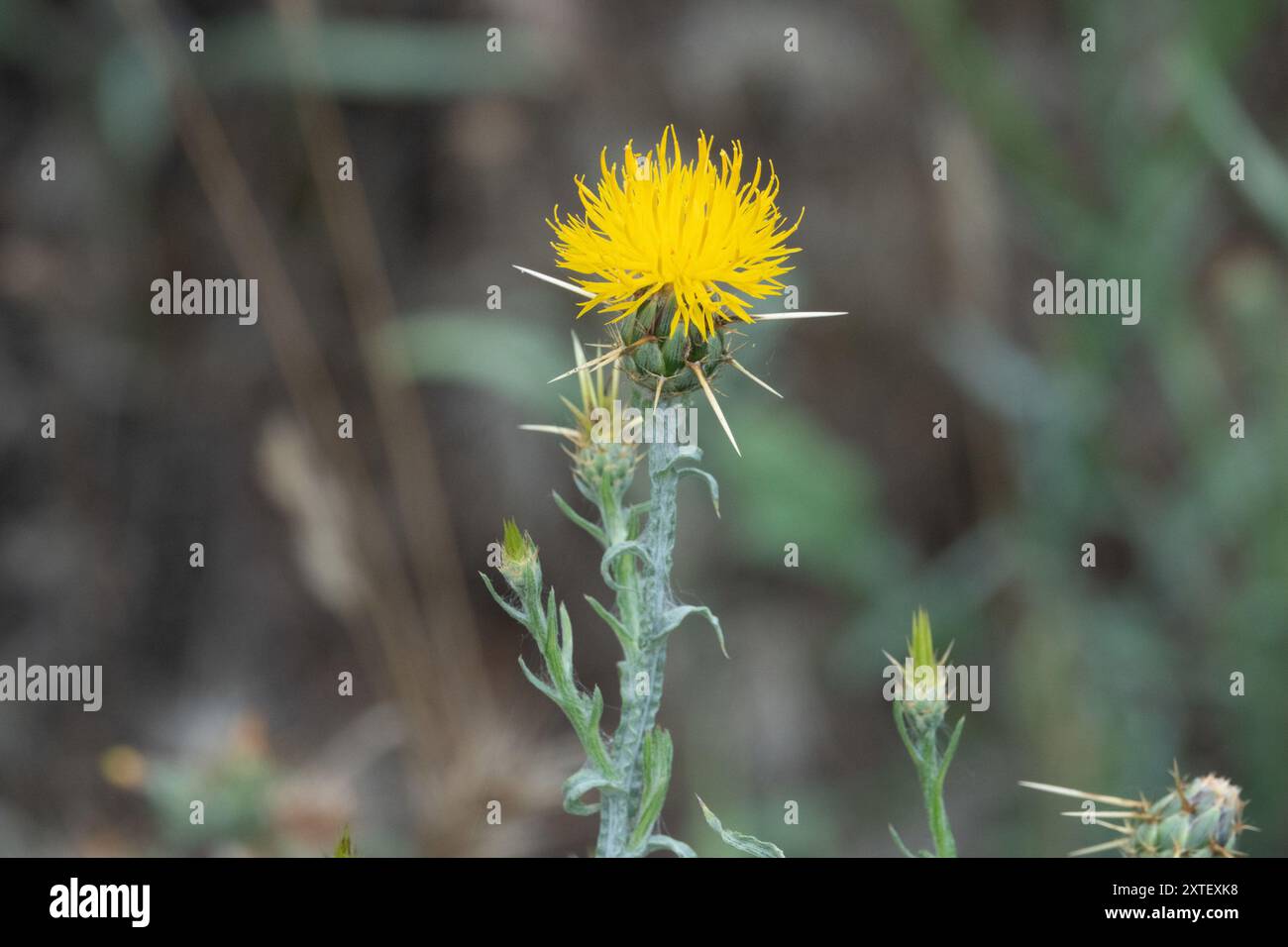 Yellow Star-Thistle (Centaurea solstitialis) Plantae Stock Photo - Alamy