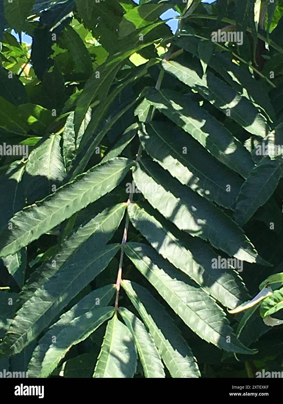smooth sumac (Rhus glabra) Plantae Stock Photo - Alamy