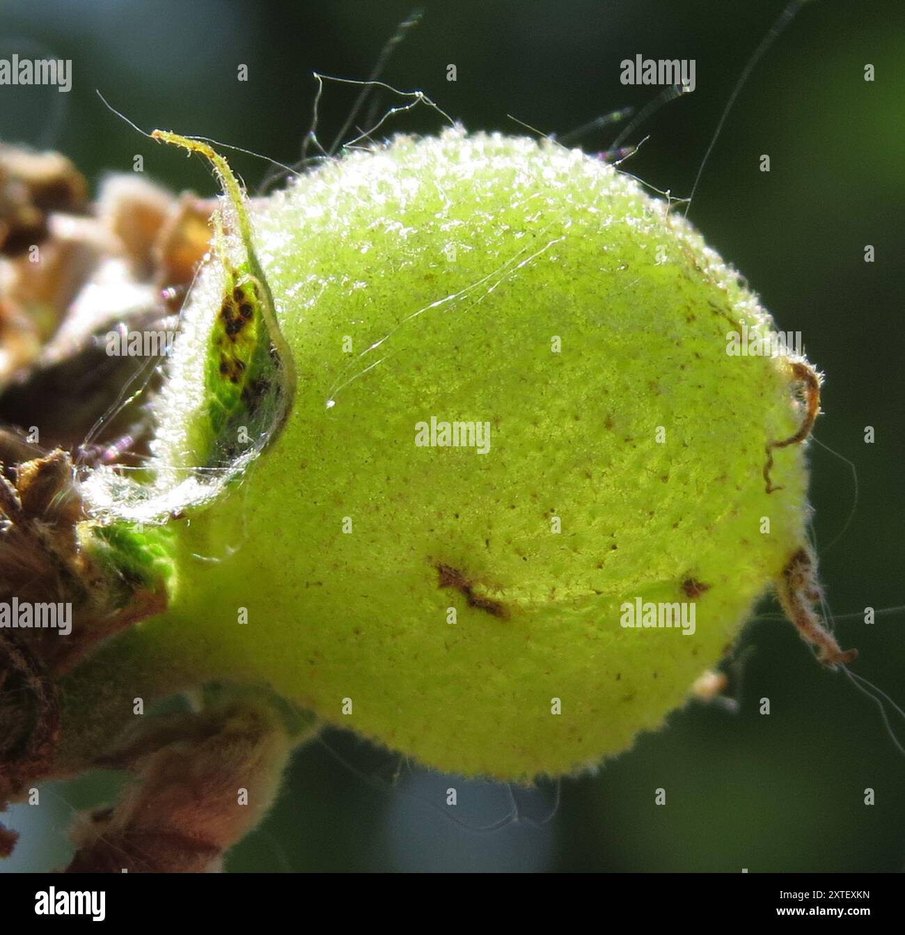 Succulent Oak Gall Wasp (Dryocosmus quercuspalustris) Insecta Stock ...
