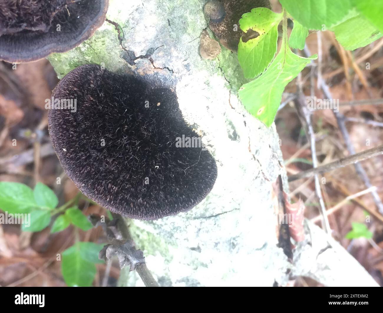 Hairy Hexagonia (Hexagonia hydnoides) Fungi Stock Photo - Alamy