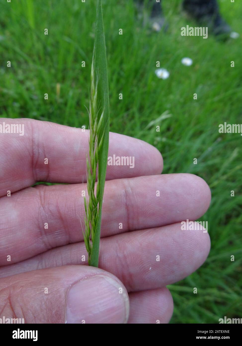 Yellow Oat-grass (Trisetum flavescens) Plantae Stock Photo - Alamy