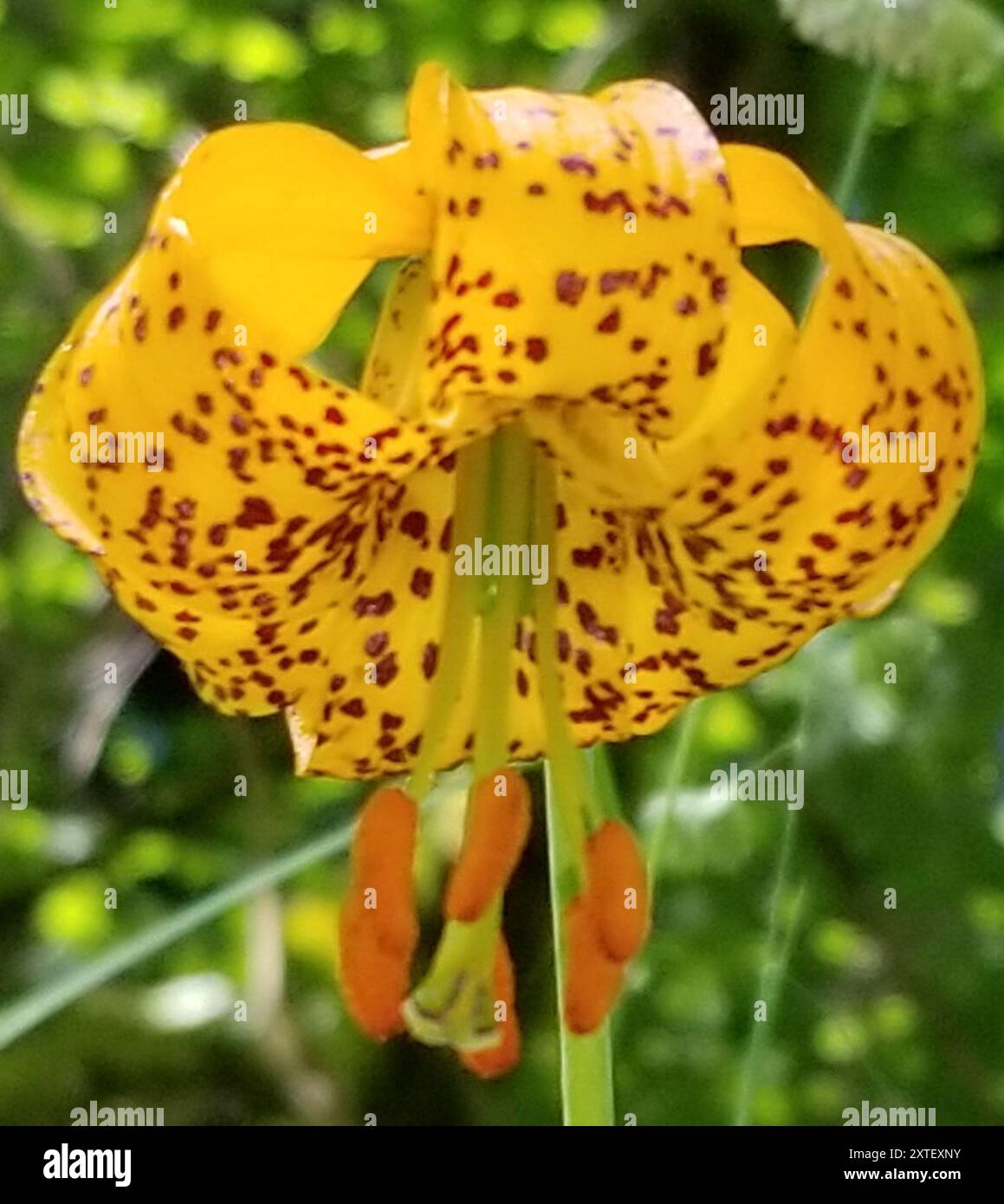 Columbia lily (Lilium columbianum) Plantae Stock Photo - Alamy