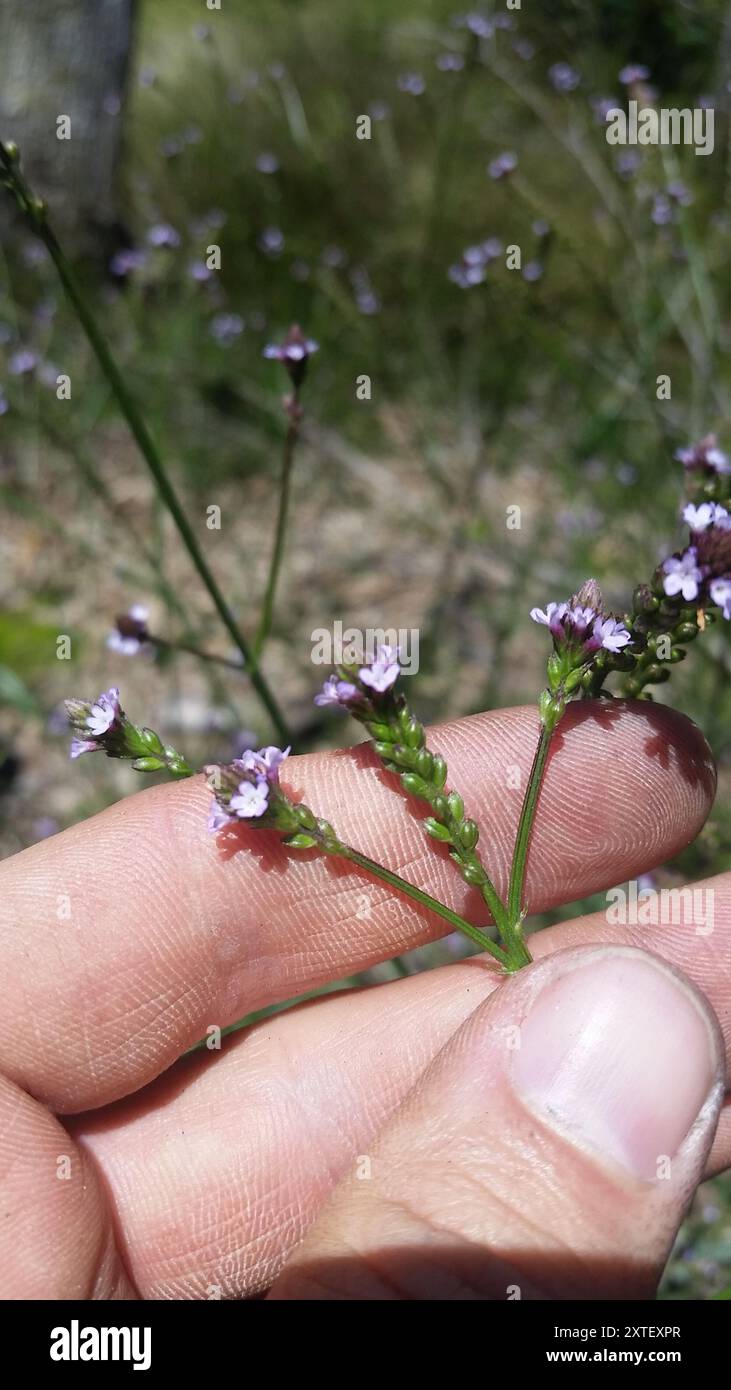 Seashore vervain (Verbena litoralis) Plantae Stock Photo - Alamy