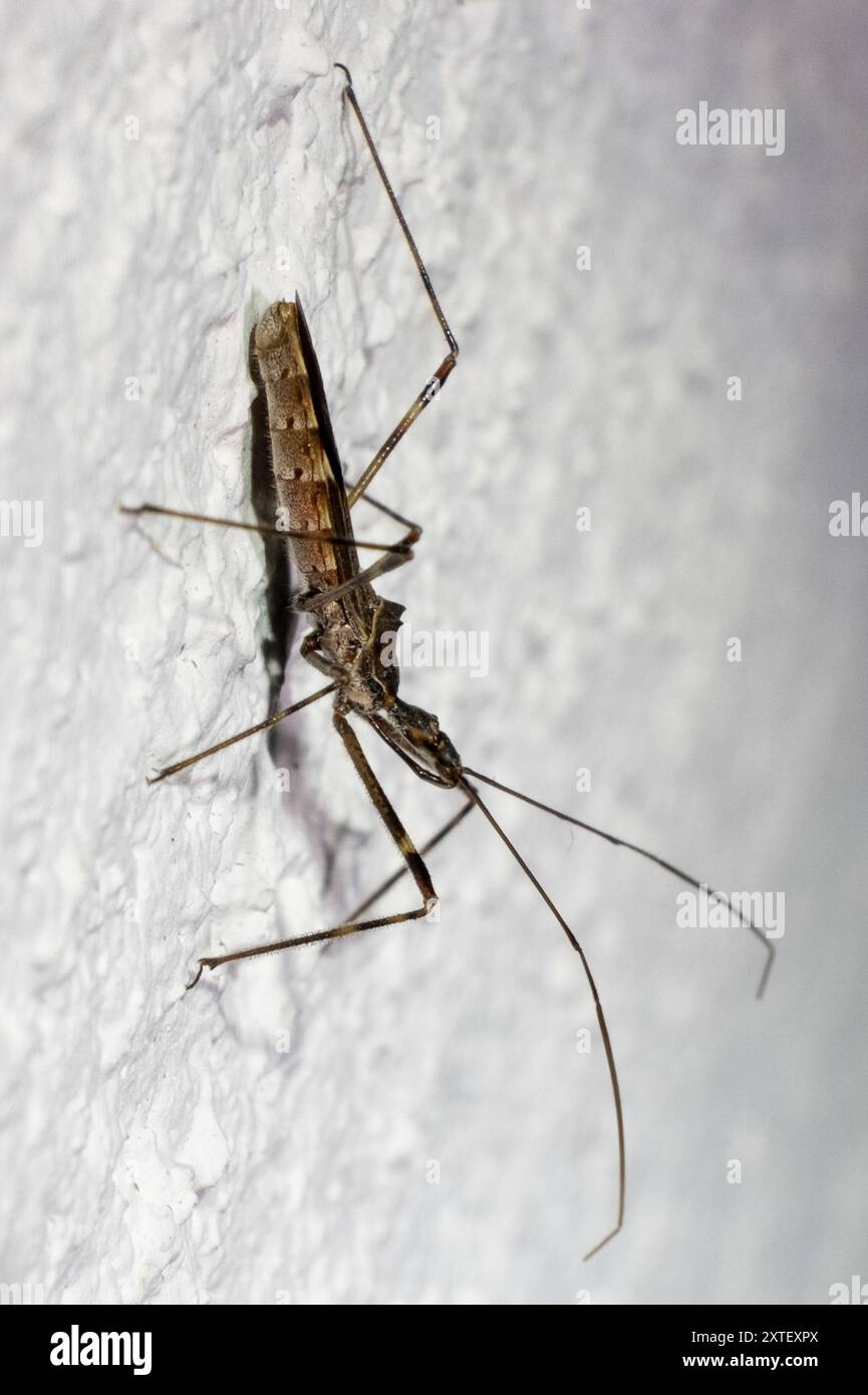 Four-spurred Assassin Bug (Zelus tetracanthus) Insecta Stock Photo - Alamy