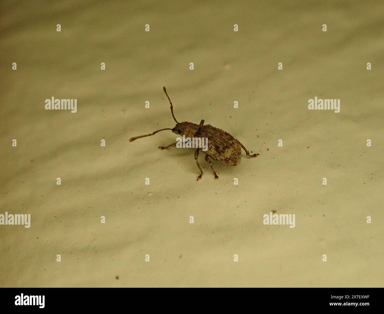 Peach Root Weevil (Pseudoedophrys hilleri) Insecta Stock Photo - Alamy