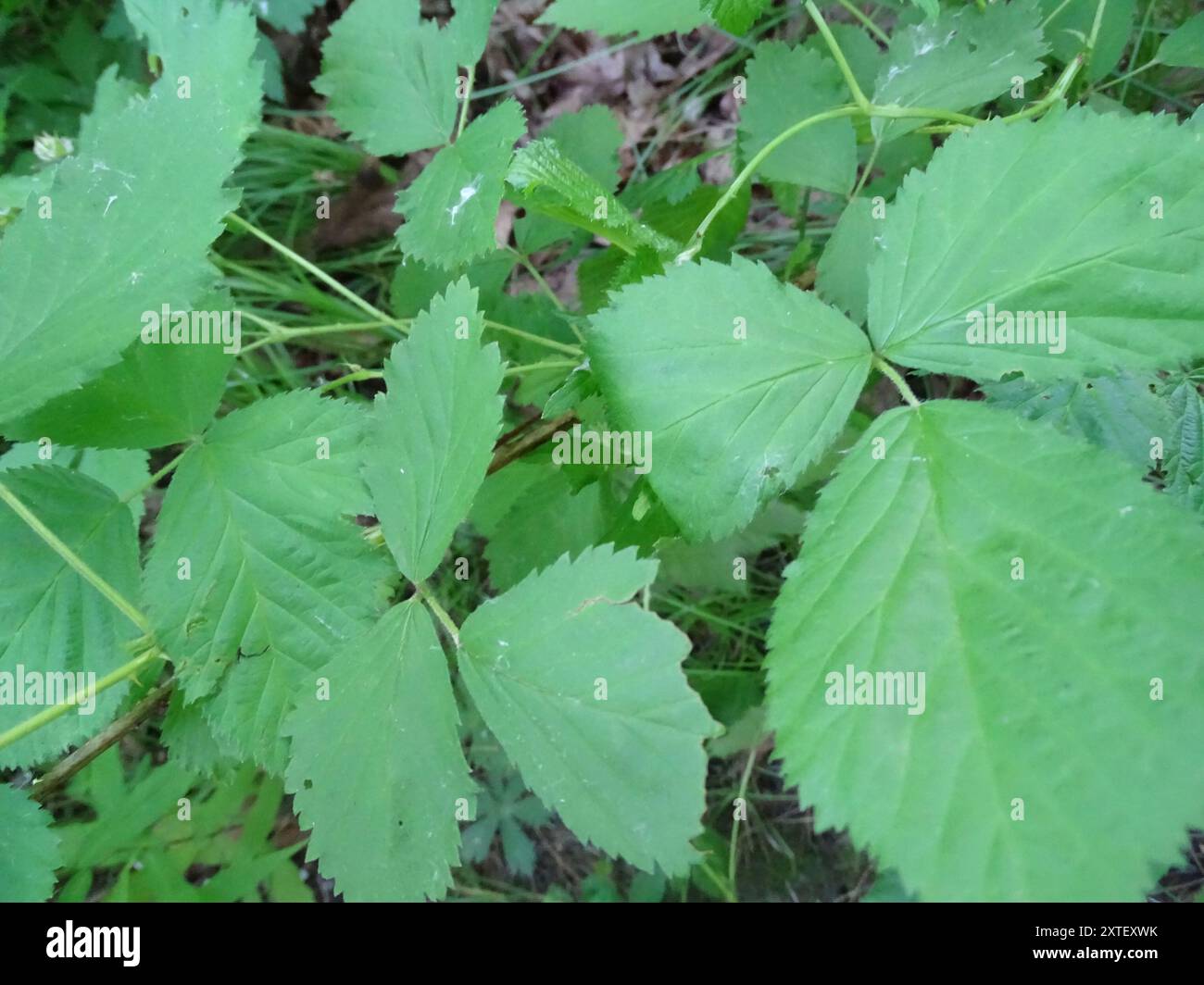 Common Dewberry (Rubus flagellaris) Plantae Stock Photo - Alamy