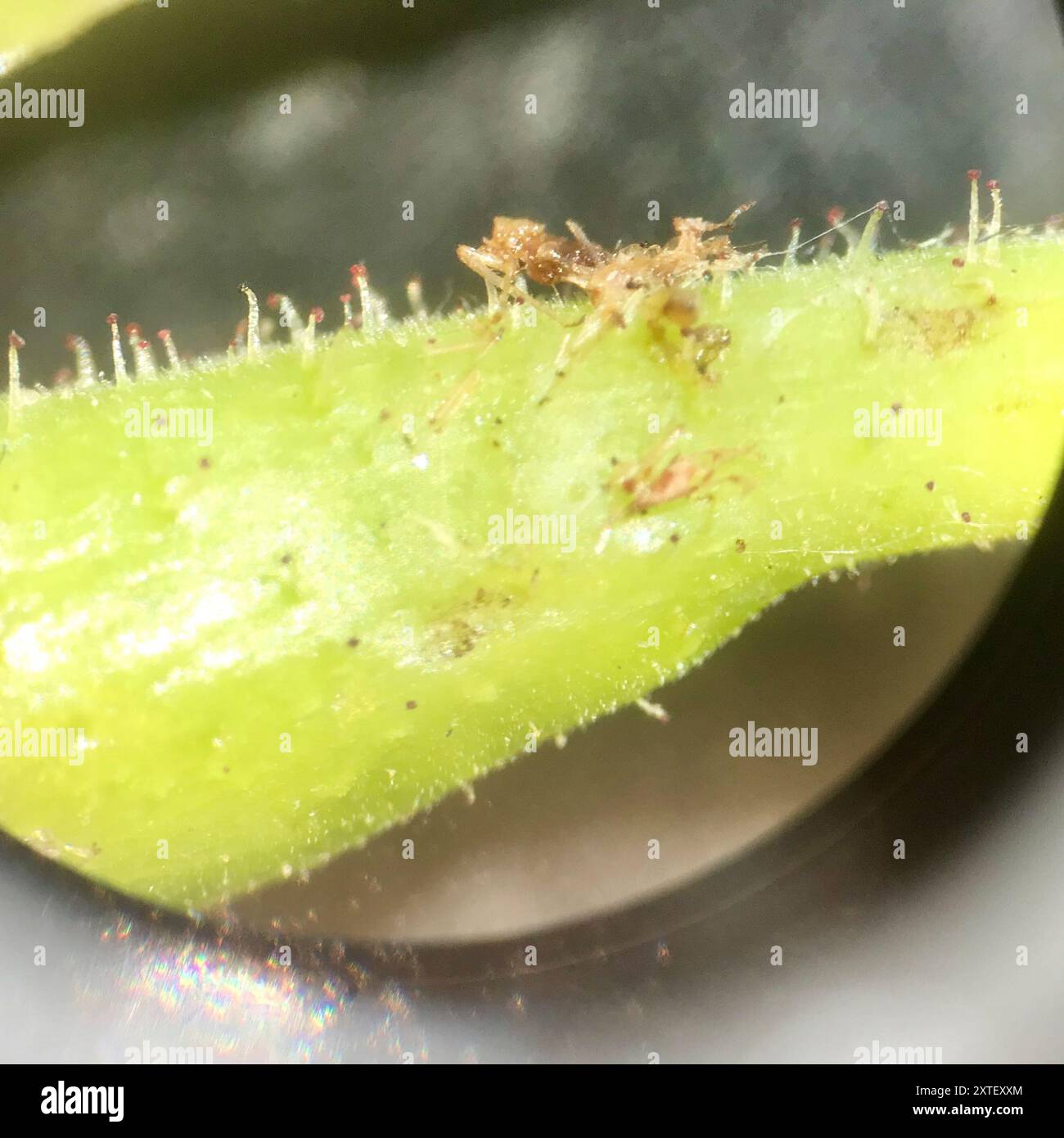 thimbleberry gallmaker (Diastrophus kincaidii) Insecta Stock Photo - Alamy