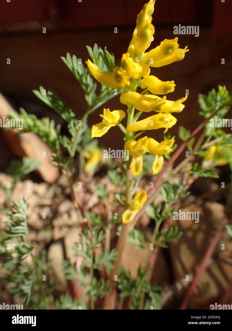 golden corydalis (Corydalis aurea) Plantae Stock Photo - Alamy