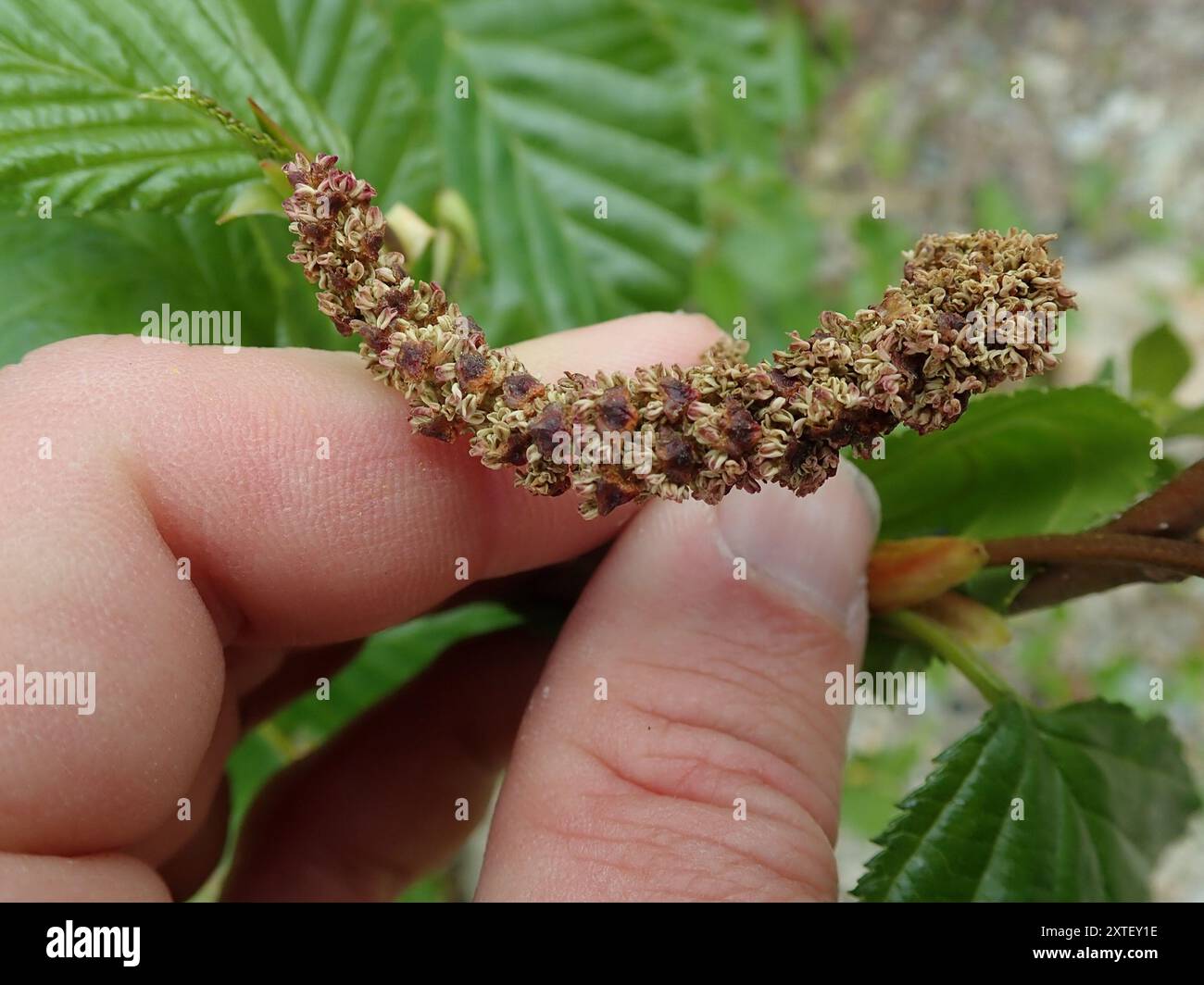 green alder (Alnus alnobetula) Plantae Stock Photo - Alamy