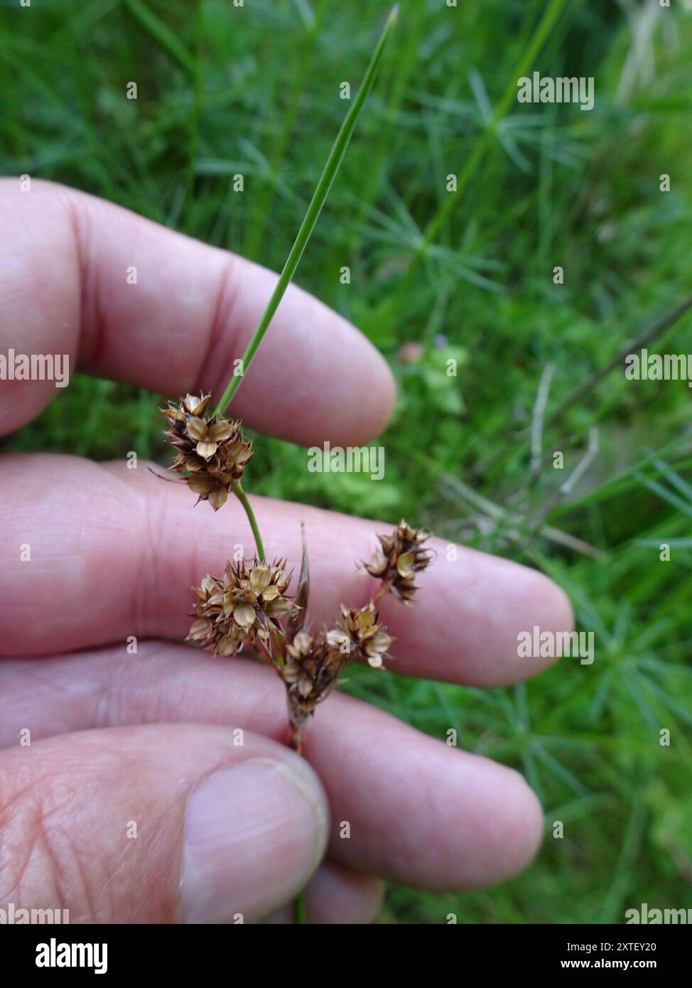 Field woodrush (Luzula campestris) Plantae Stock Photo - Alamy