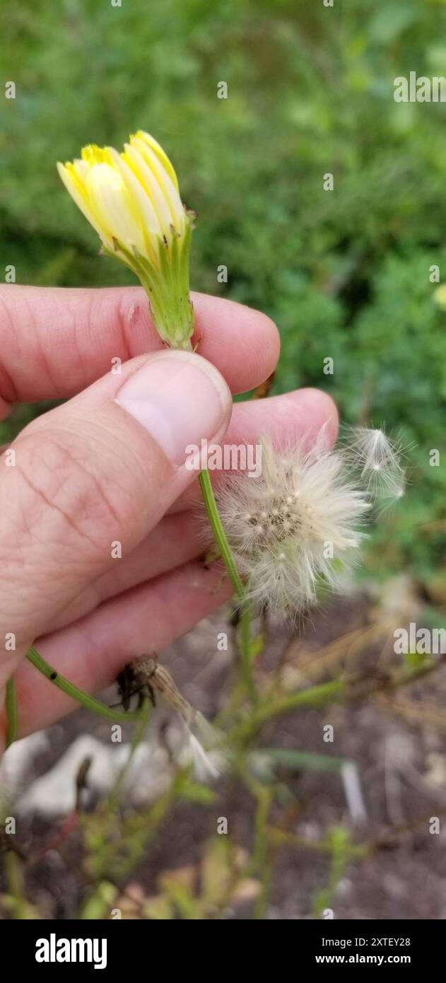 Smooth Cat's Ear (Hypochaeris glabra) Plantae Stock Photo - Alamy