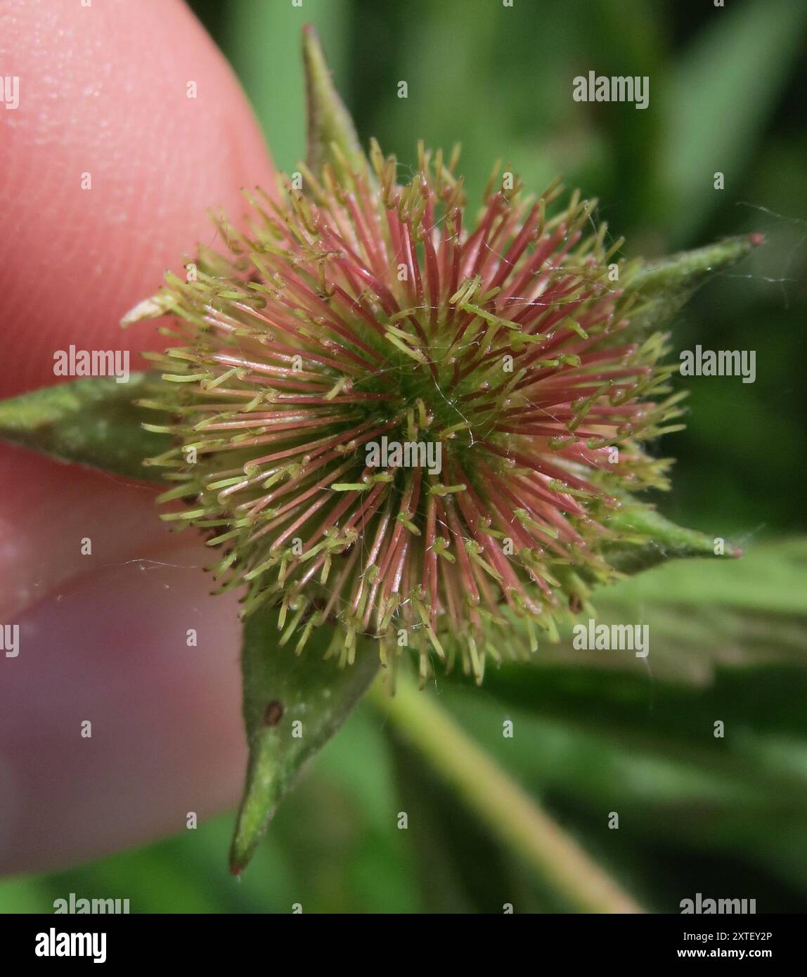 Yellow Avens (Geum aleppicum) Plantae Stock Photo - Alamy