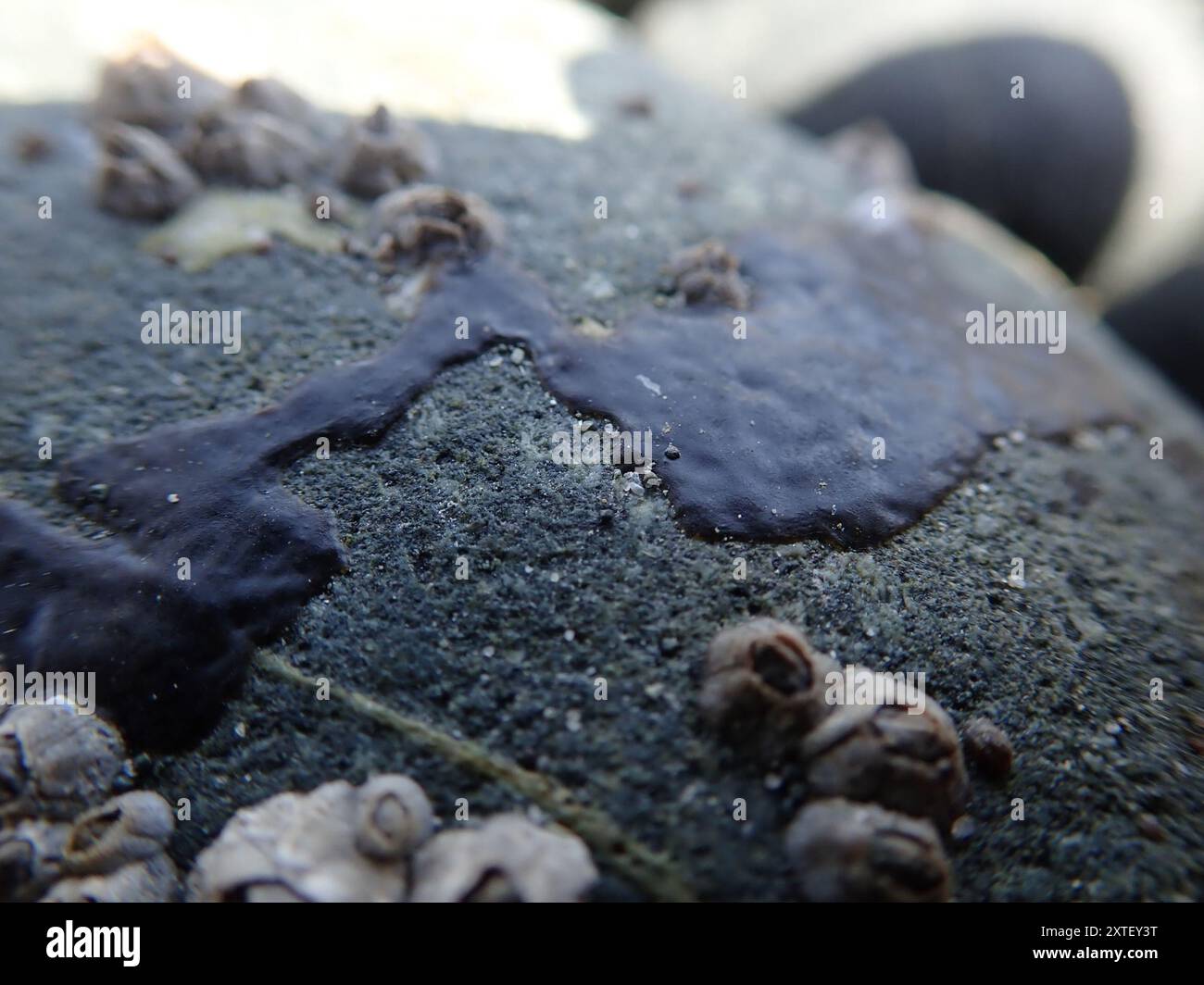 encrusting red algae (Mastocarpus) Plantae Stock Photo - Alamy