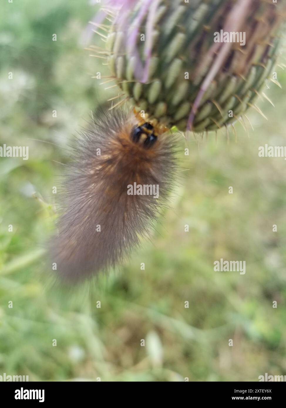 Salt Marsh Moth (Estigmene acrea) Insecta Stock Photo - Alamy
