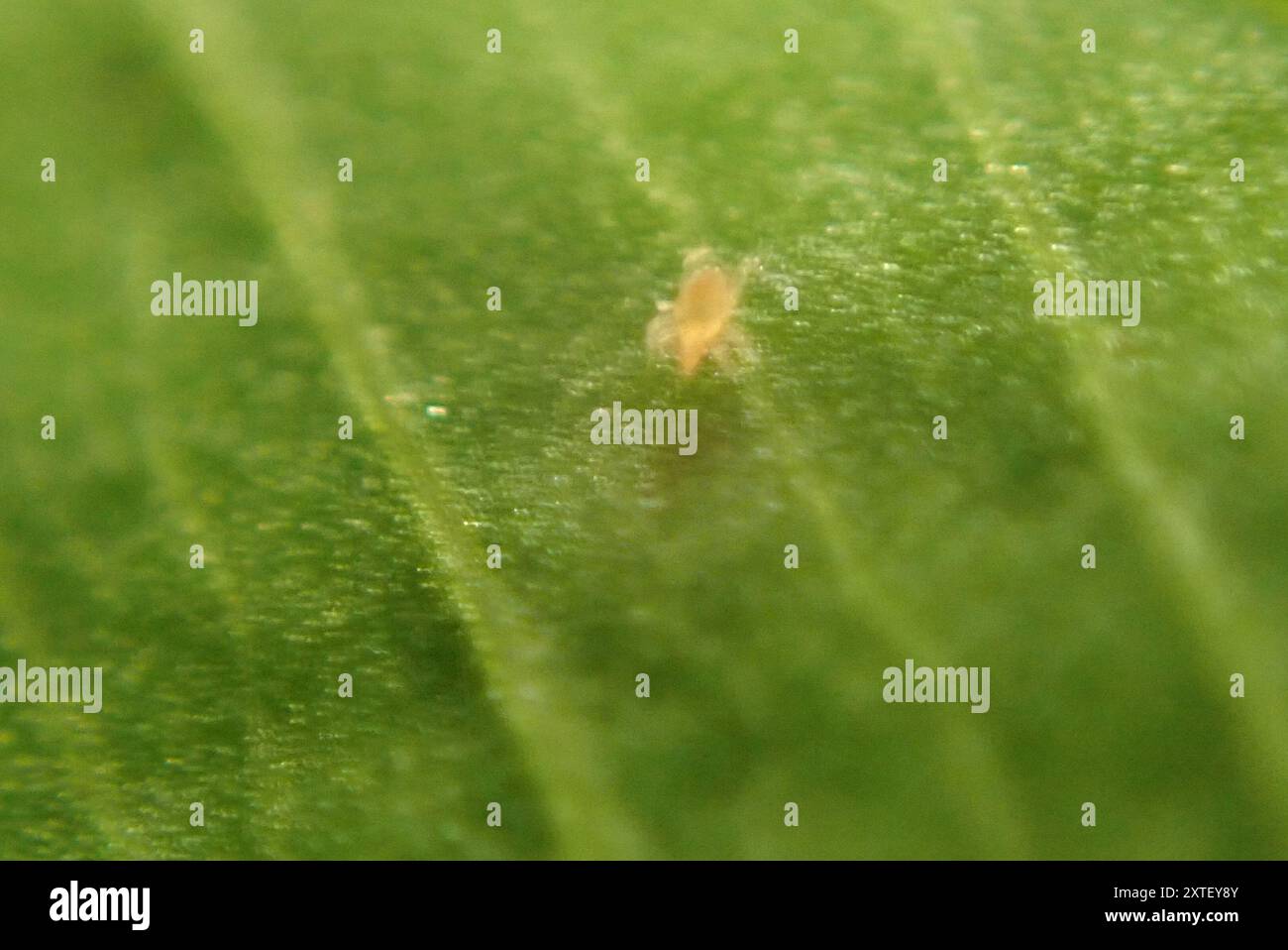 Mites and Ticks (Acari) Arachnida Stock Photo - Alamy