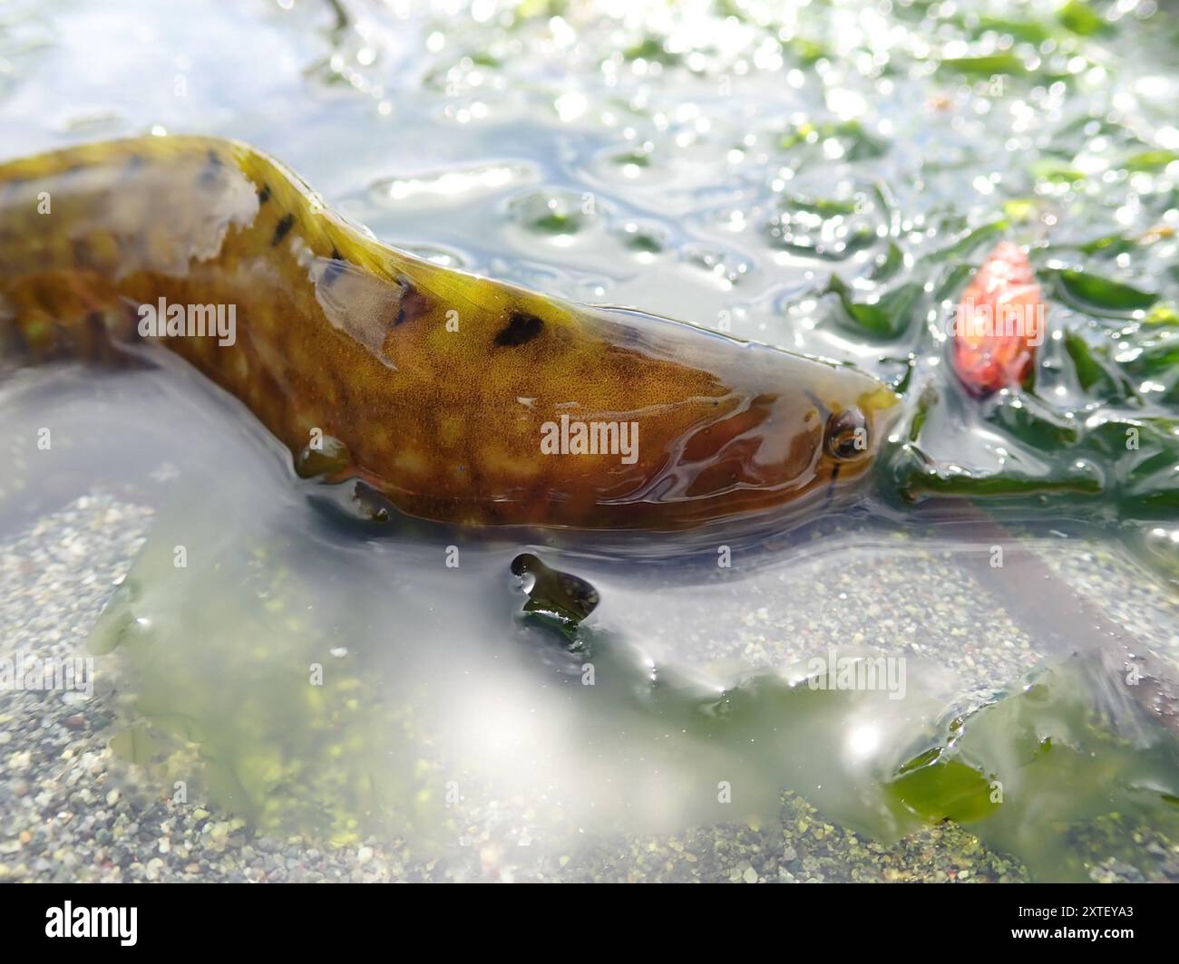 Penpoint Gunnel (Apodichthys flavidus) Actinopterygii Stock Photo - Alamy
