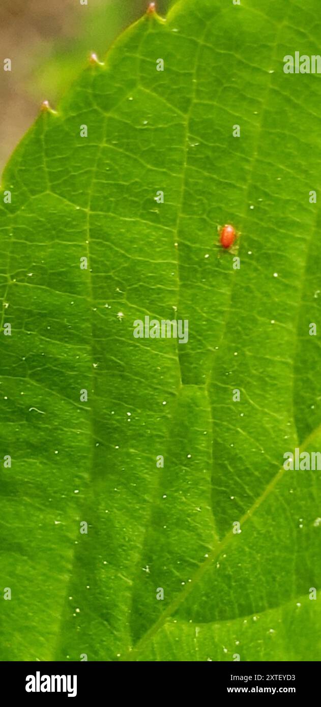 Mites and Ticks (Acari) Arachnida Stock Photo - Alamy