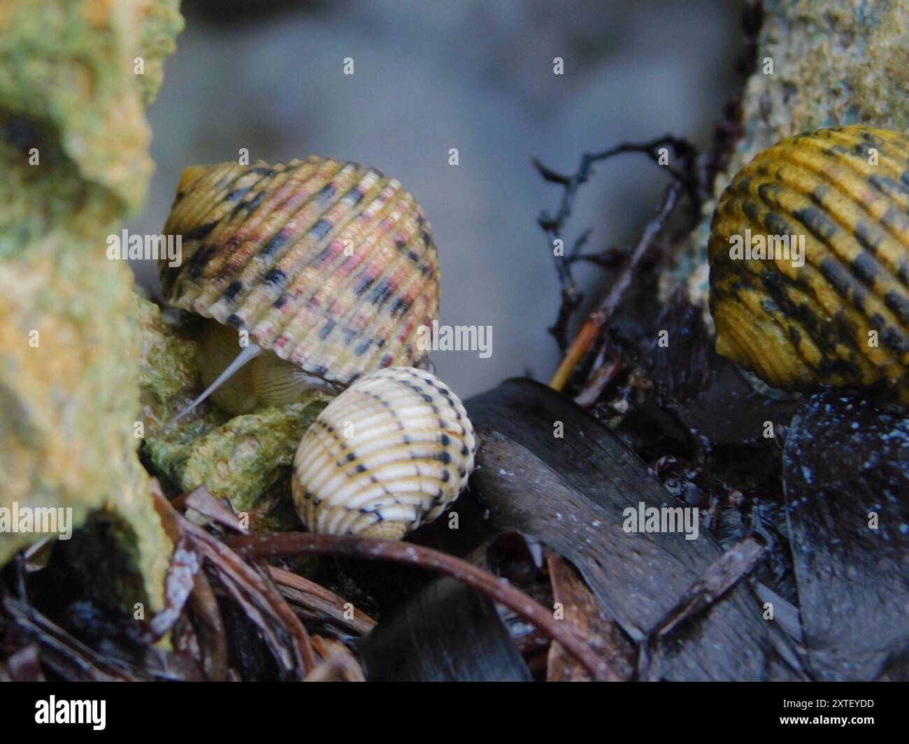 Four-toothed Nerite (Nerita versicolor) Mollusca Stock Photo - Alamy