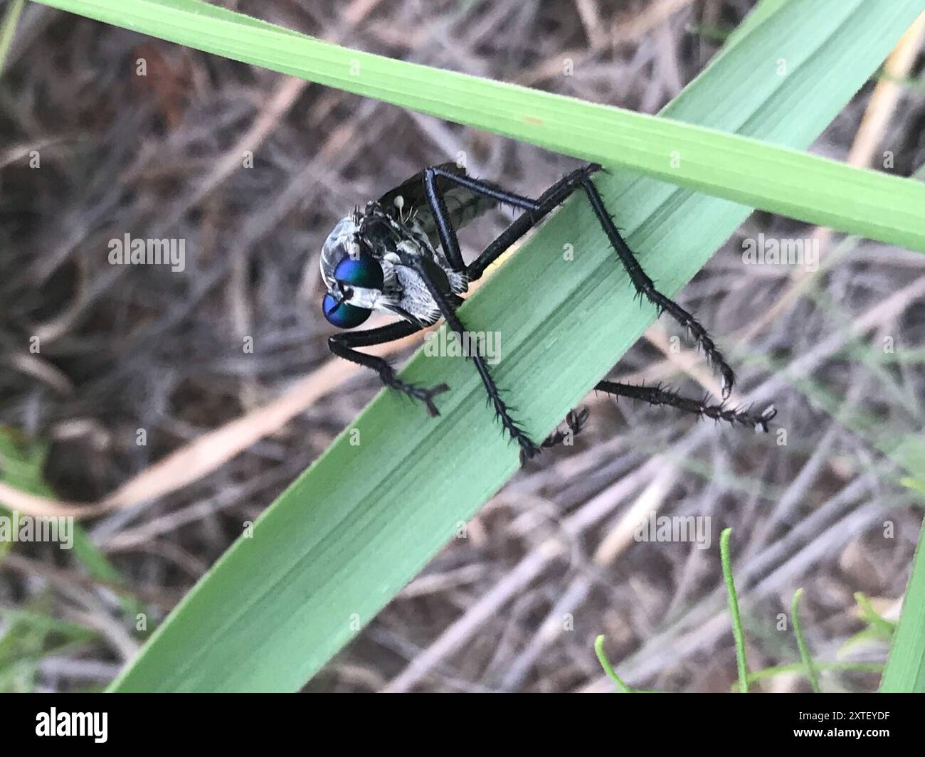 Giant Prairie Robber Fly (Microstylum morosum) Insecta Stock Photo - Alamy