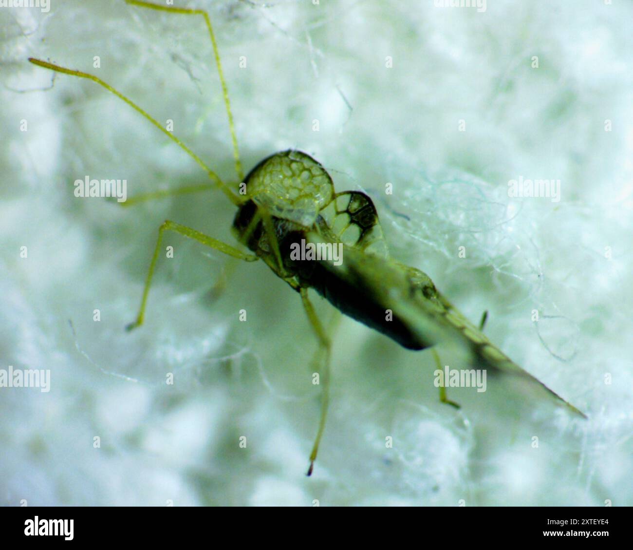 Azalea Lace Bug (Stephanitis pyrioides) Insecta Stock Photo - Alamy
