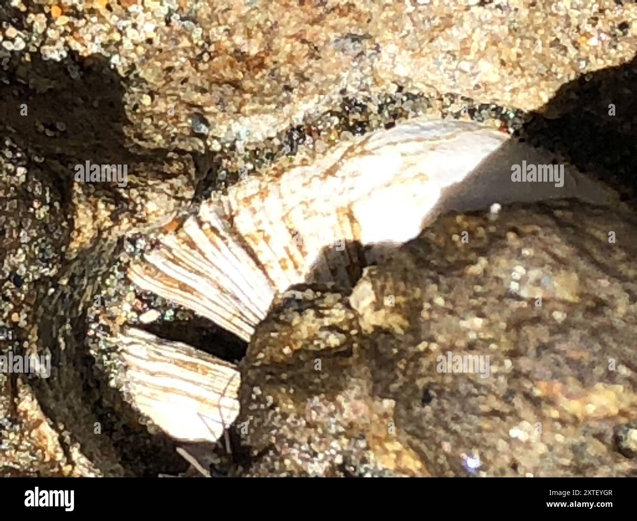 Hearty Petricola (Petricola carditoides) Mollusca Stock Photo - Alamy