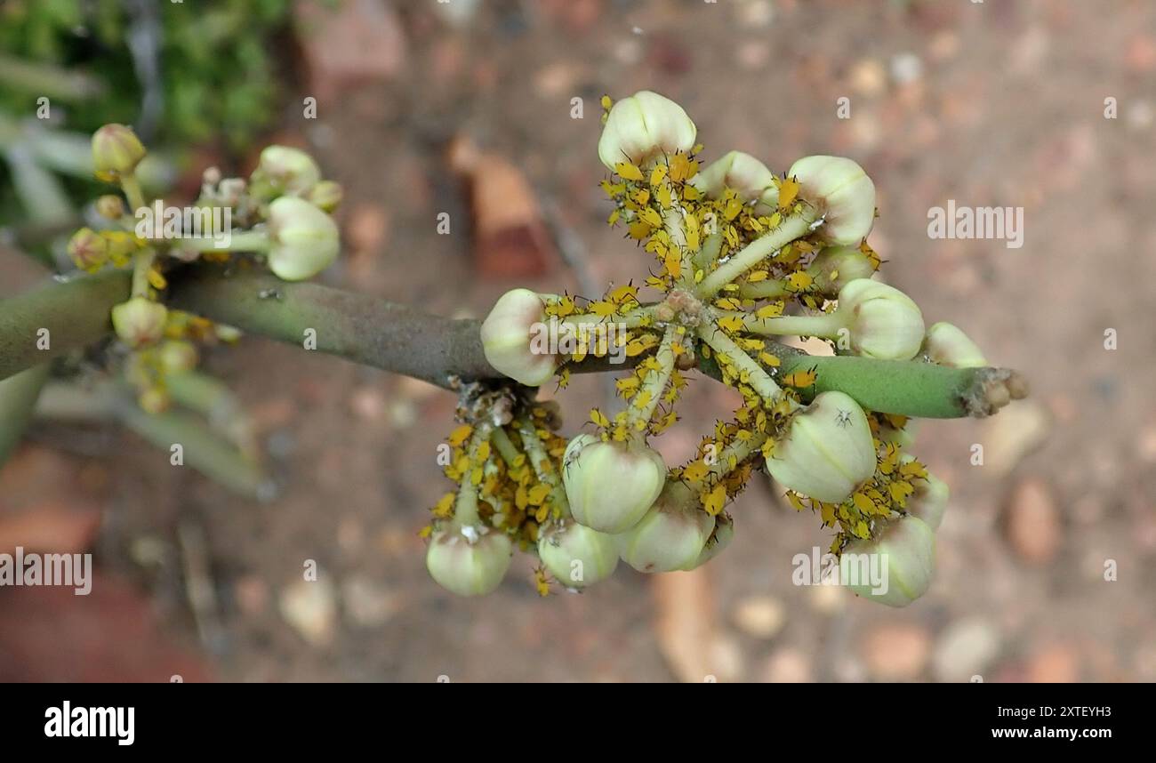 Common Caustic Vine (Cynanchum viminale viminale) Plantae Stock Photo ...