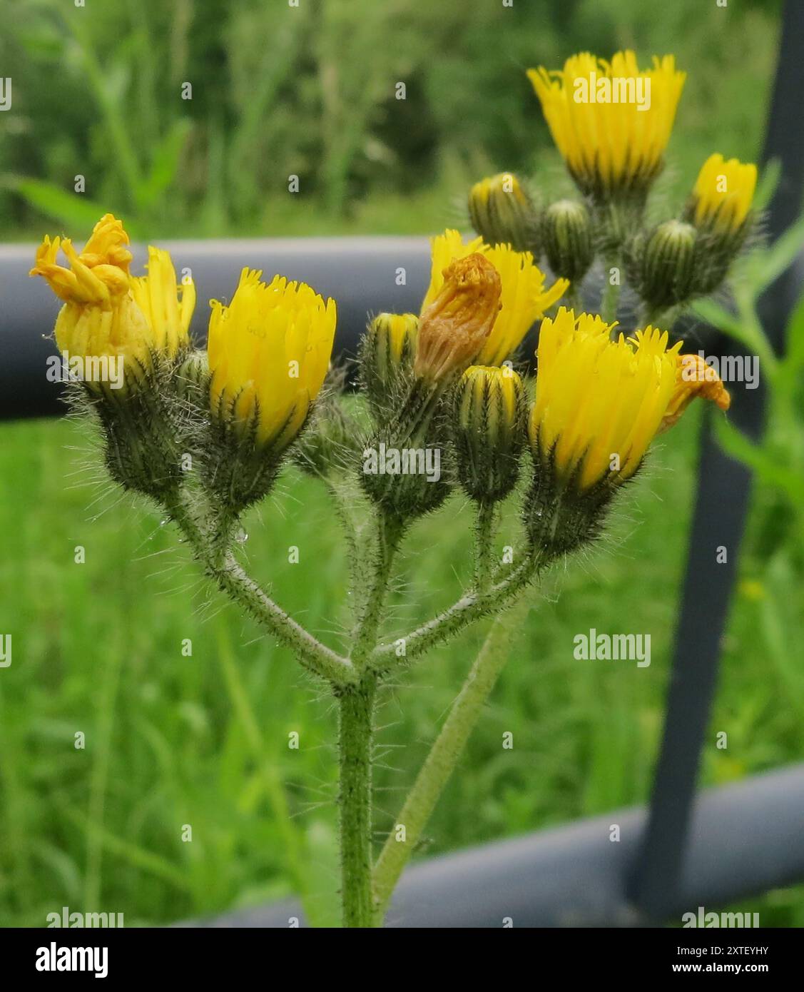 meadow hawkweed (Pilosella caespitosa) Plantae Stock Photo - Alamy