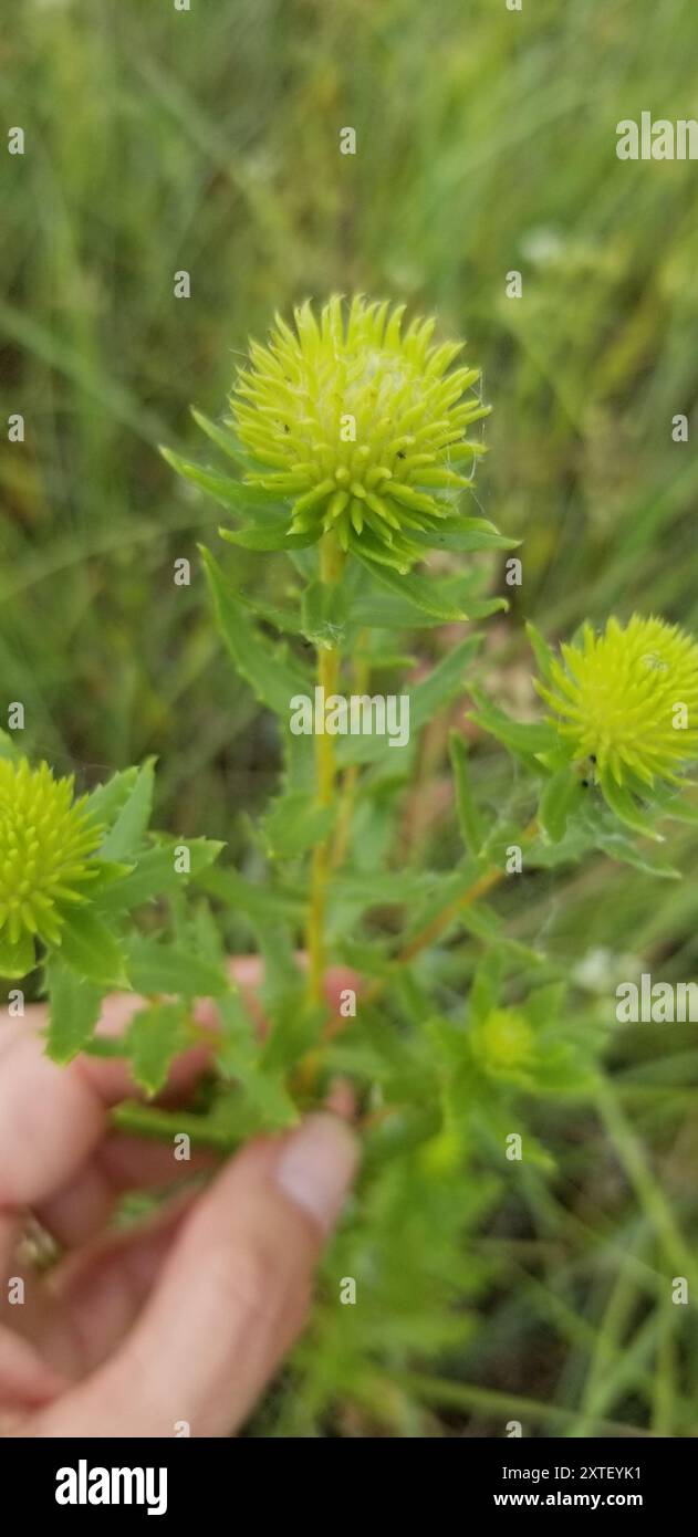 Grindelia lanceolata hi-res stock photography and images - Alamy