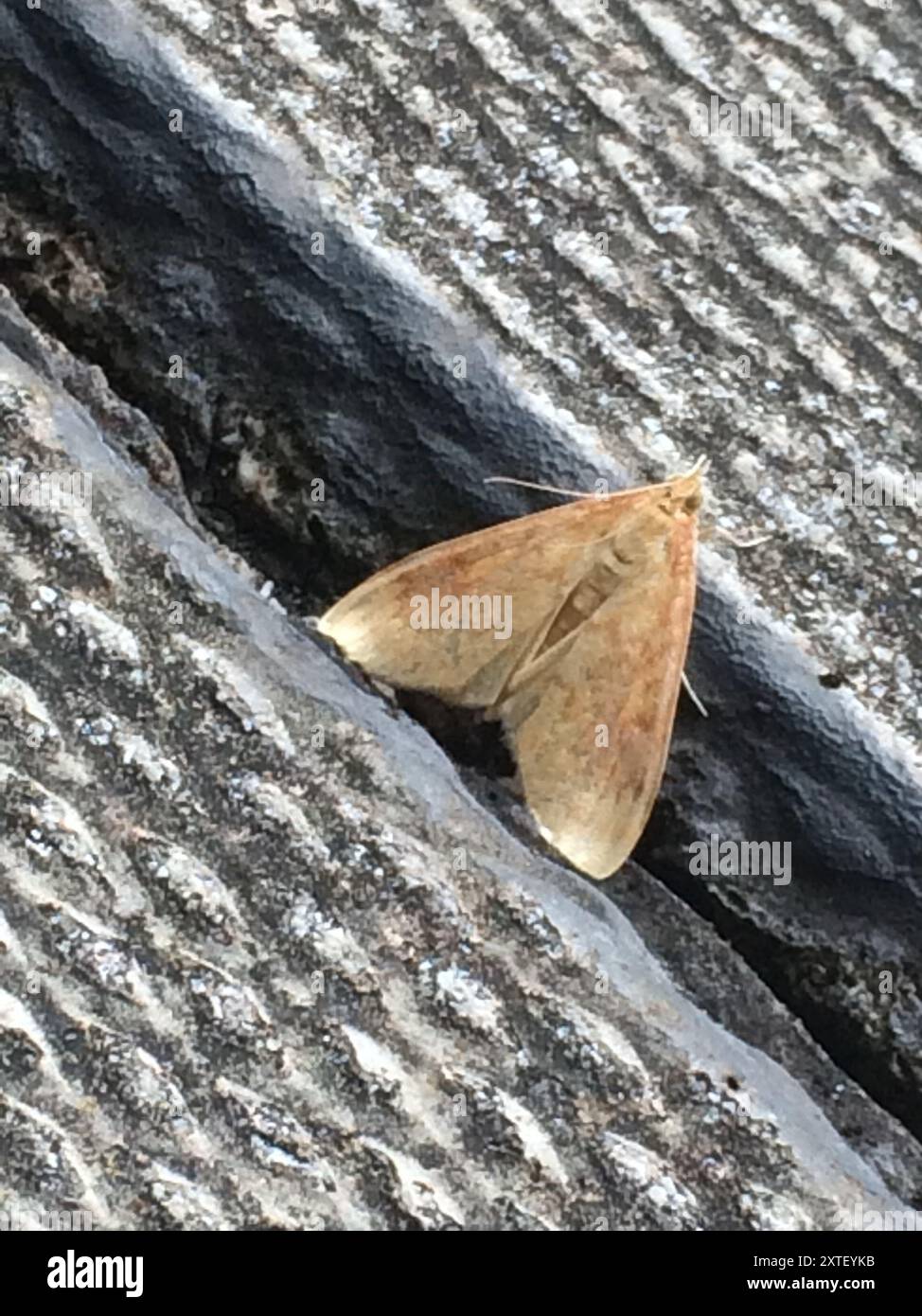 American Lotus Borer Moth (Ostrinia penitalis) Insecta Stock Photo - Alamy