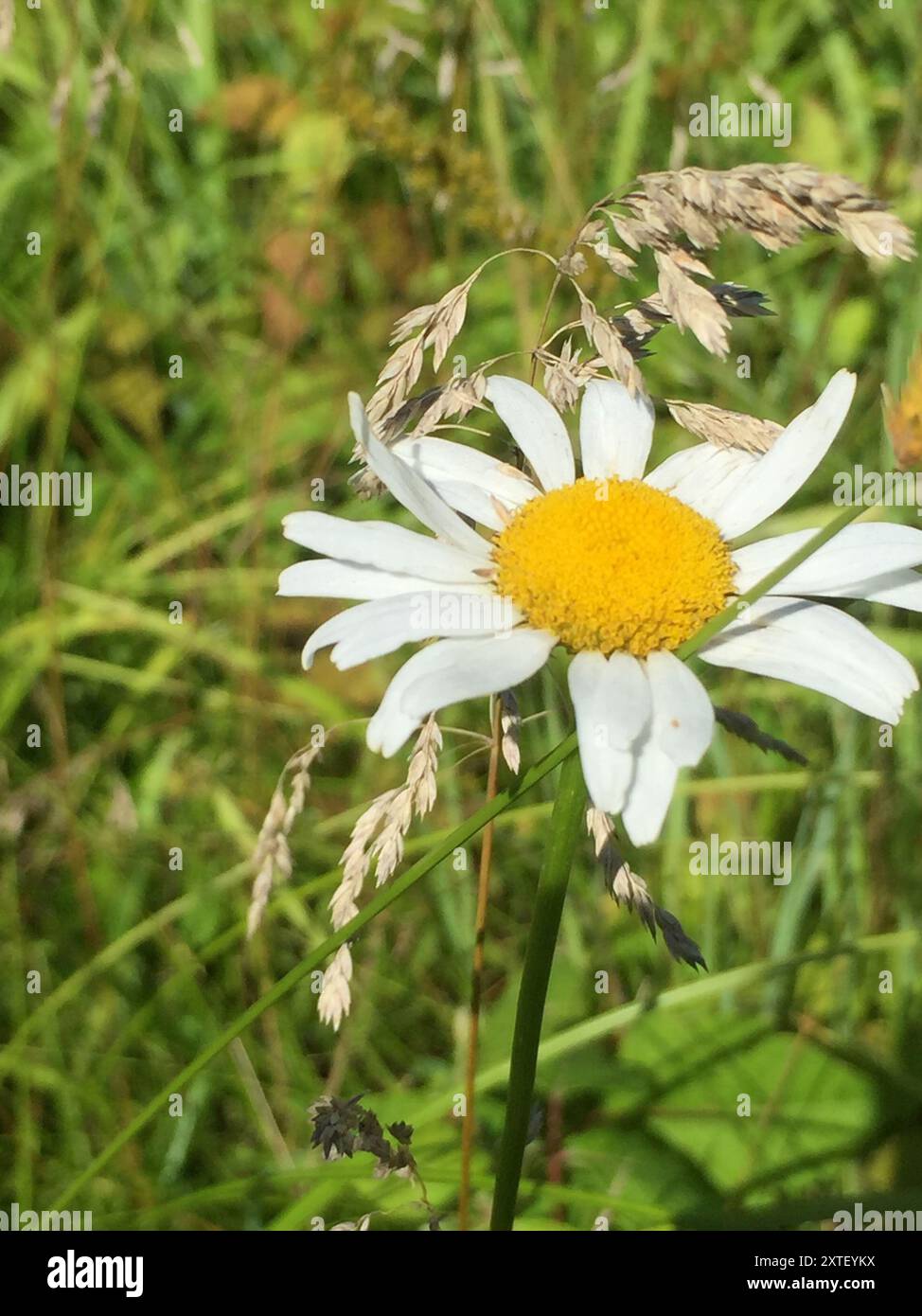 oxeye daisy (Leucanthemum vulgare) Plantae Stock Photo - Alamy