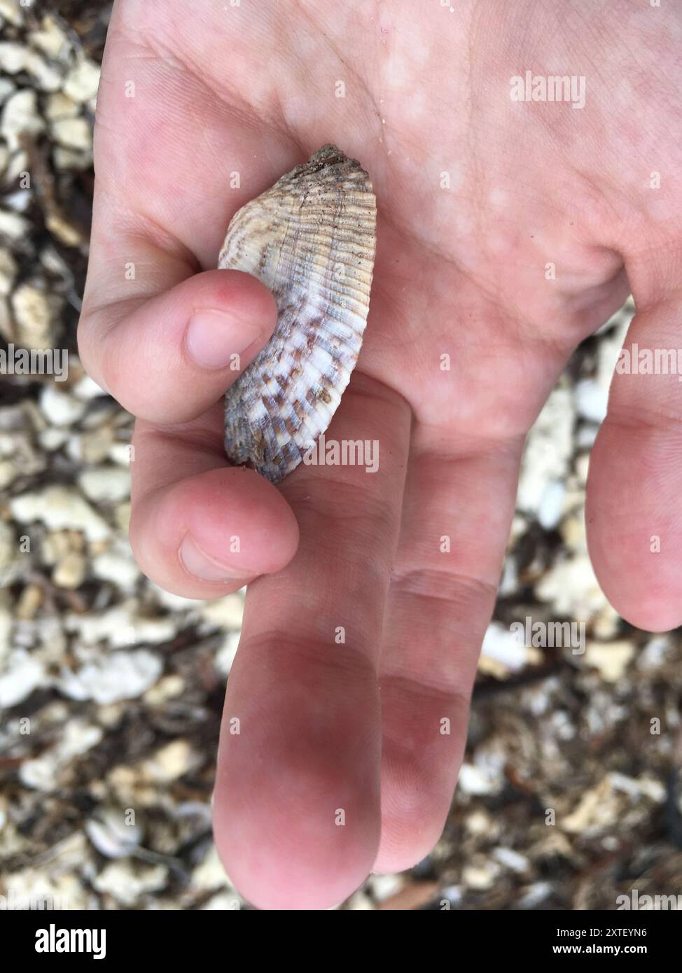 Turkey Wing (Arca zebra) Mollusca Stock Photo - Alamy