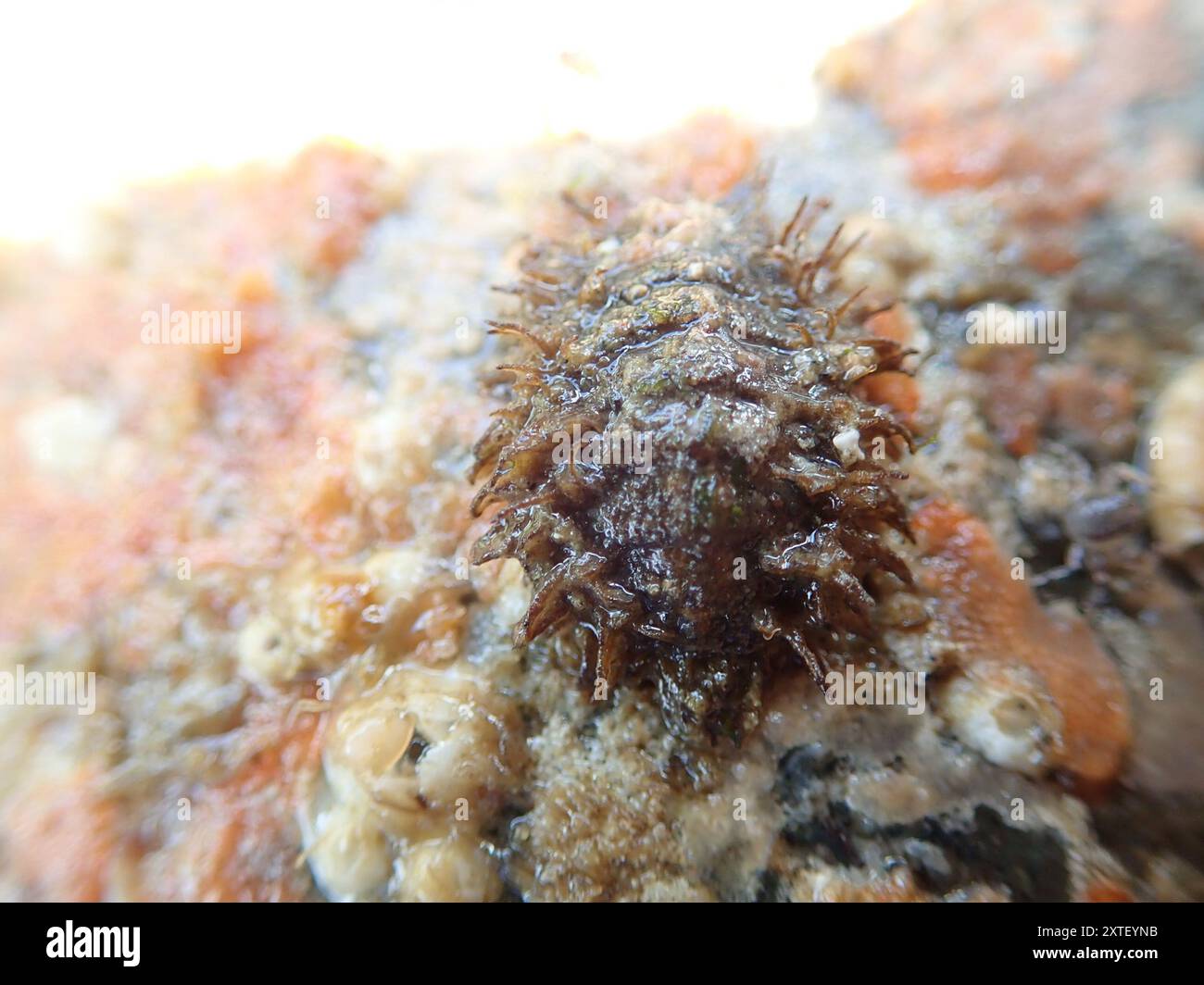 Chitons (Polyplacophora) Mollusca Stock Photo - Alamy
