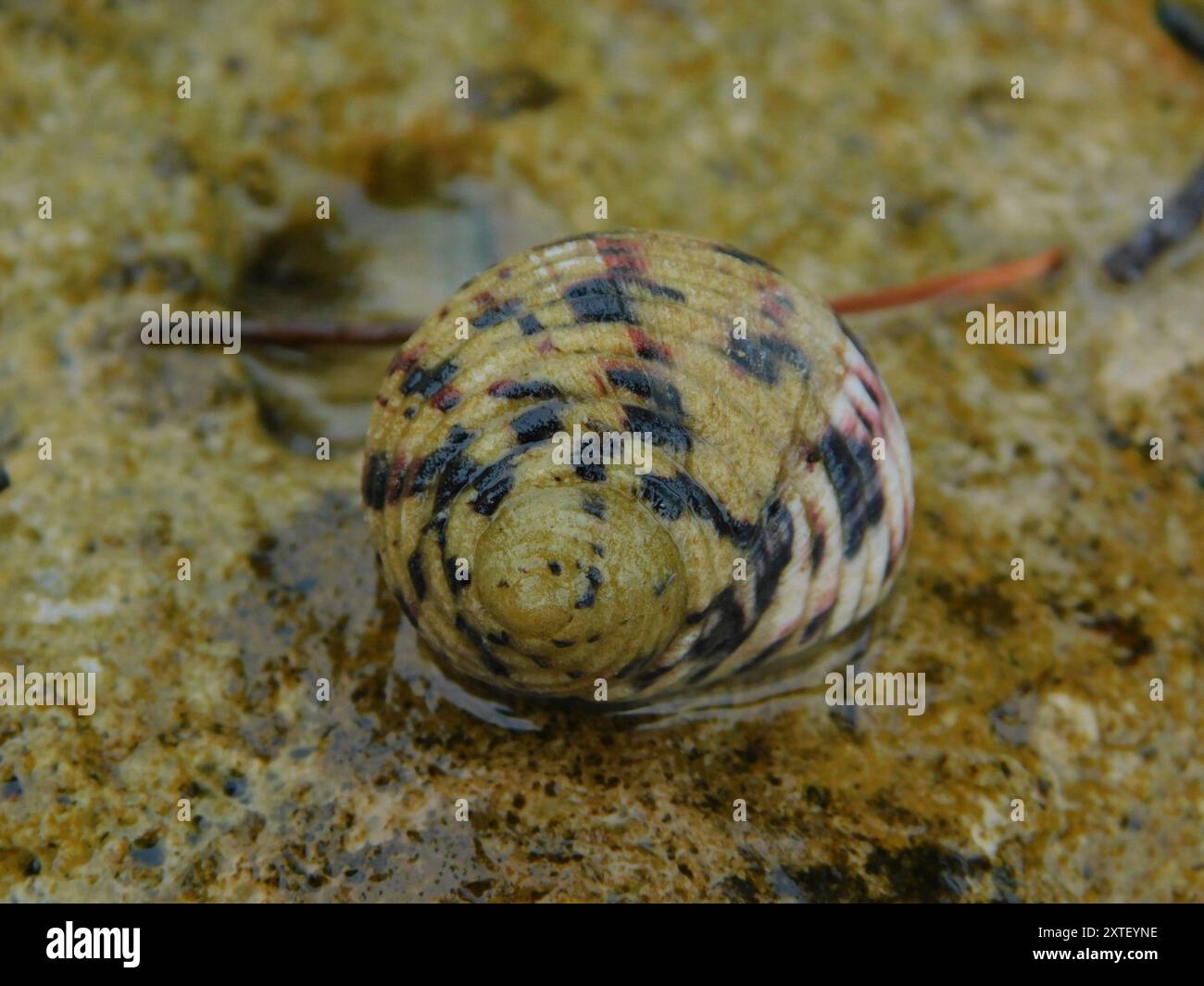 Four-toothed Nerite (Nerita versicolor) Mollusca Stock Photo - Alamy