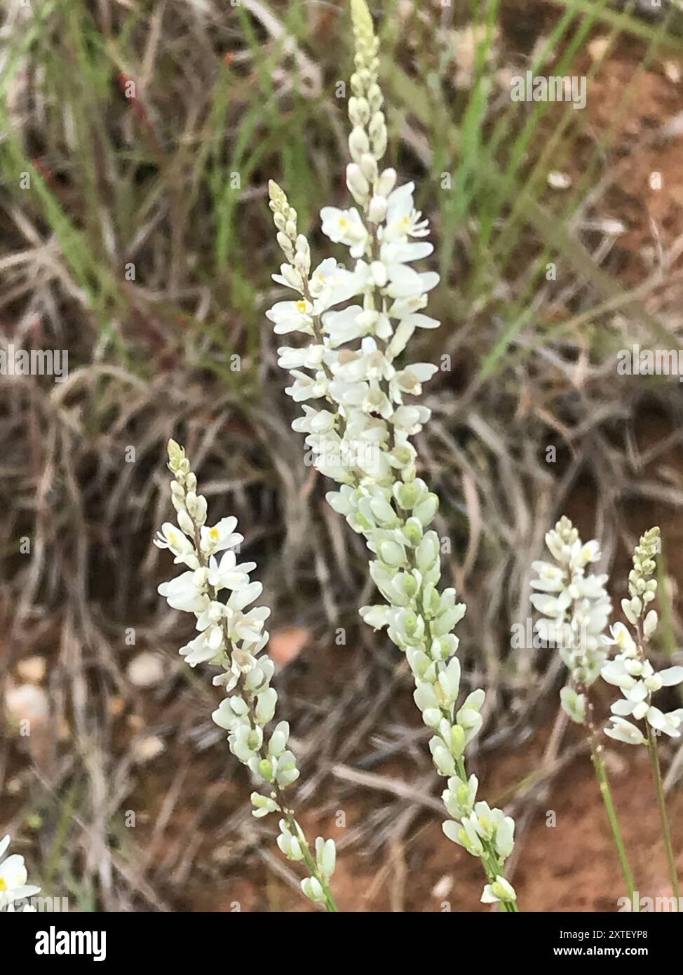 white milkwort (Polygala alba) Plantae Stock Photo - Alamy