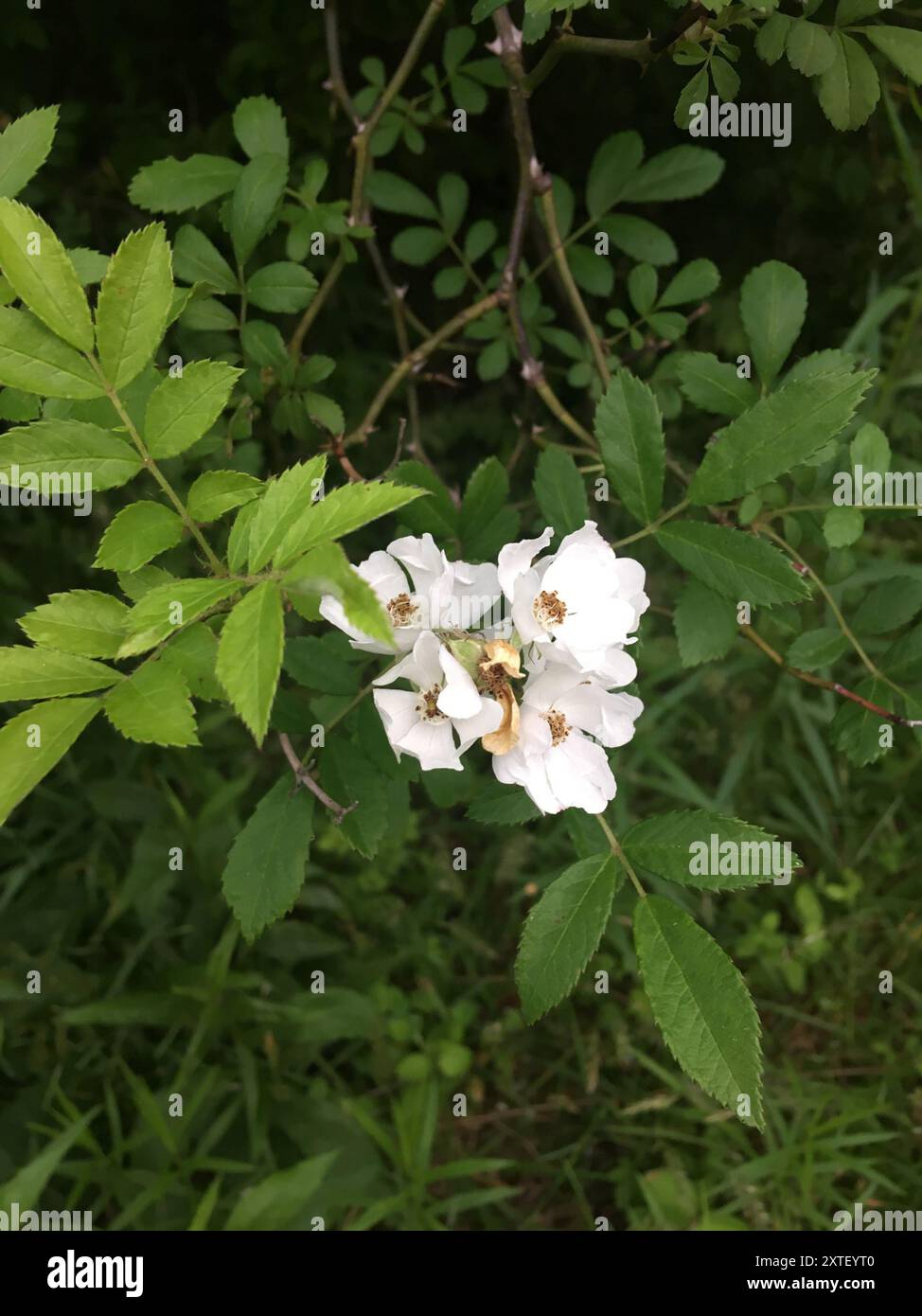 multiflora rose (Rosa multiflora) Plantae Stock Photo - Alamy