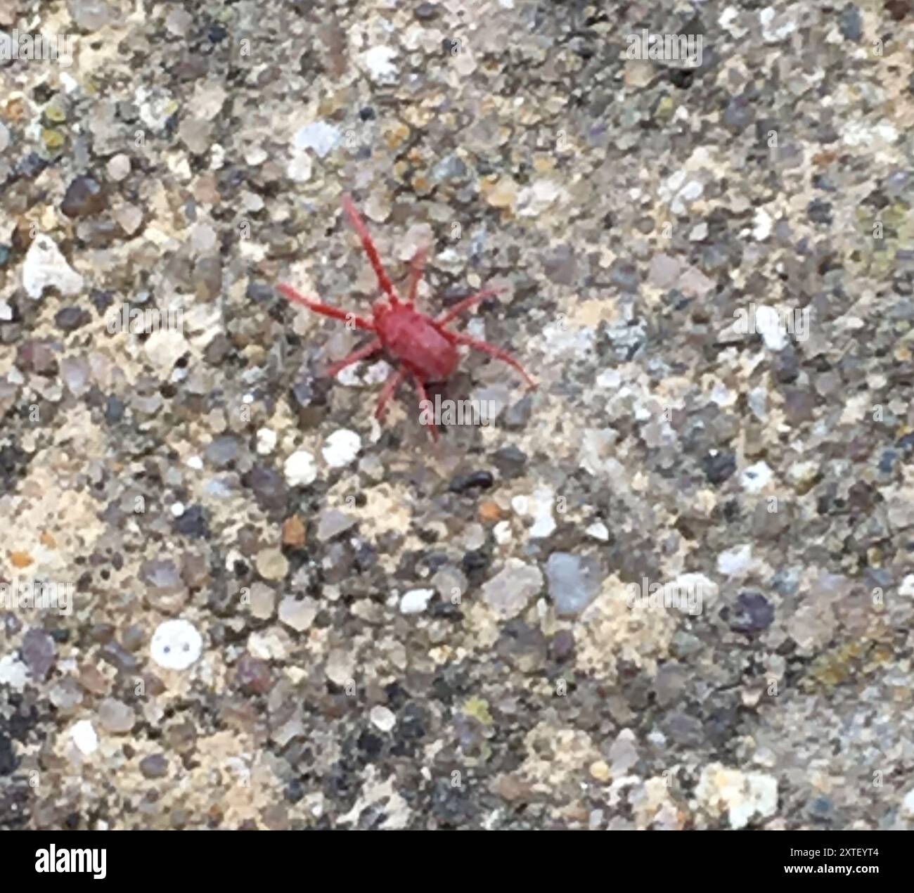 Mites and Ticks (Acari) Arachnida Stock Photo - Alamy