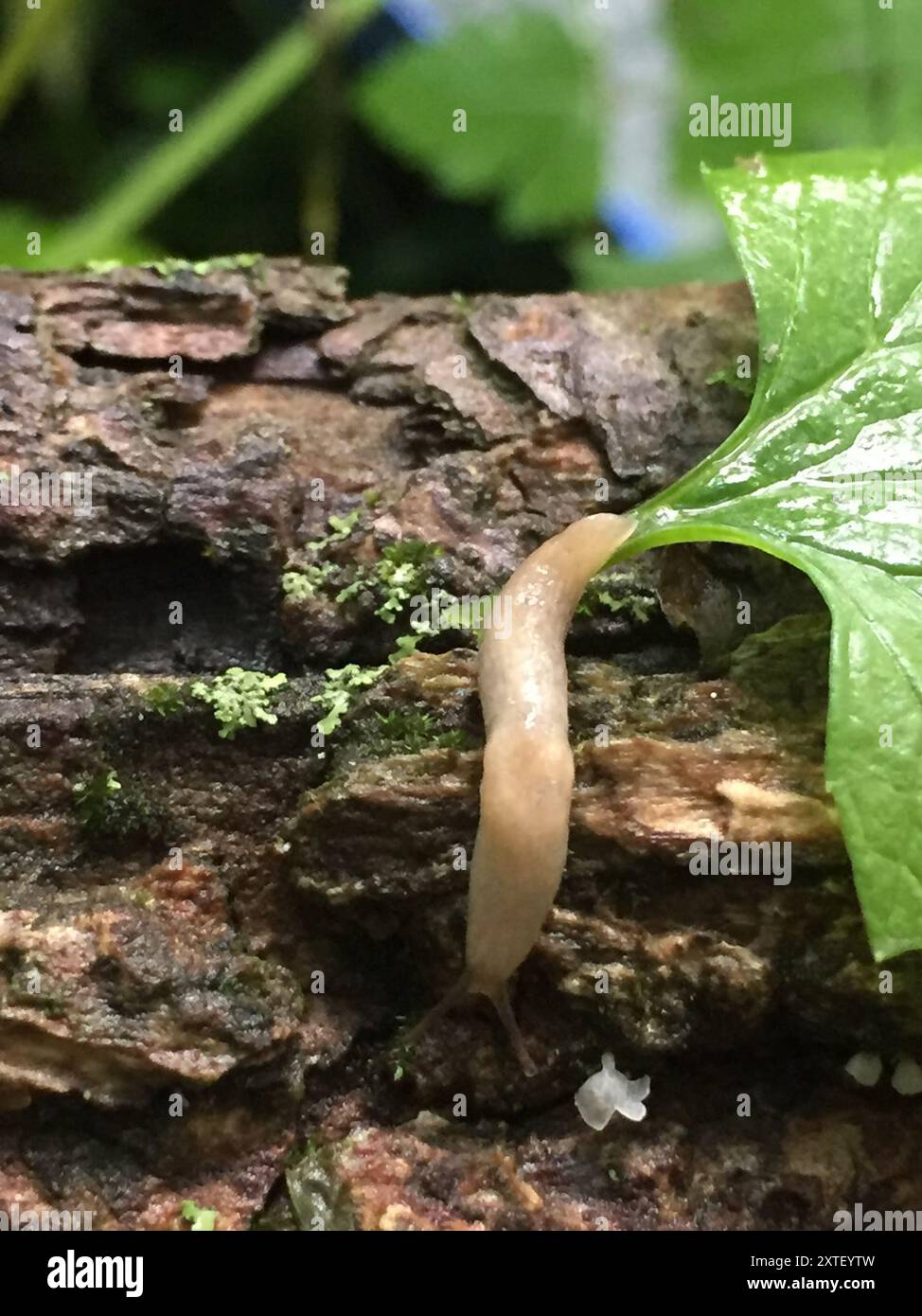 Smooth Land Slugs (Deroceras) Mollusca Stock Photo - Alamy