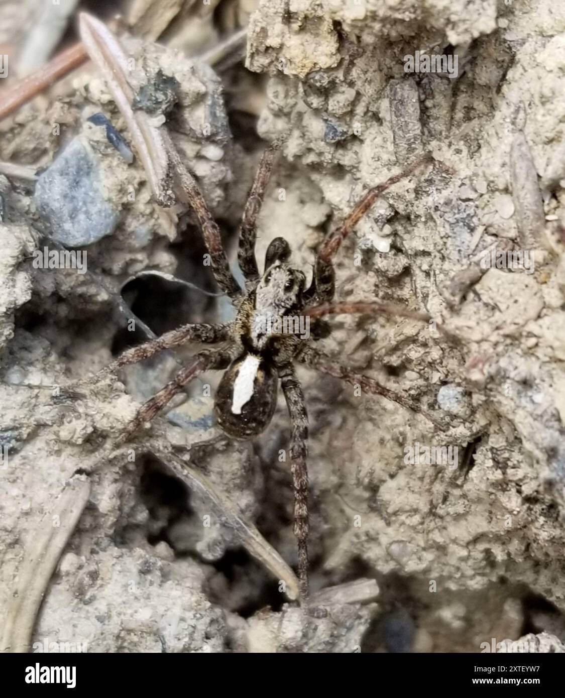 Wolf Spiders (Lycosidae) Arachnida Stock Photo - Alamy