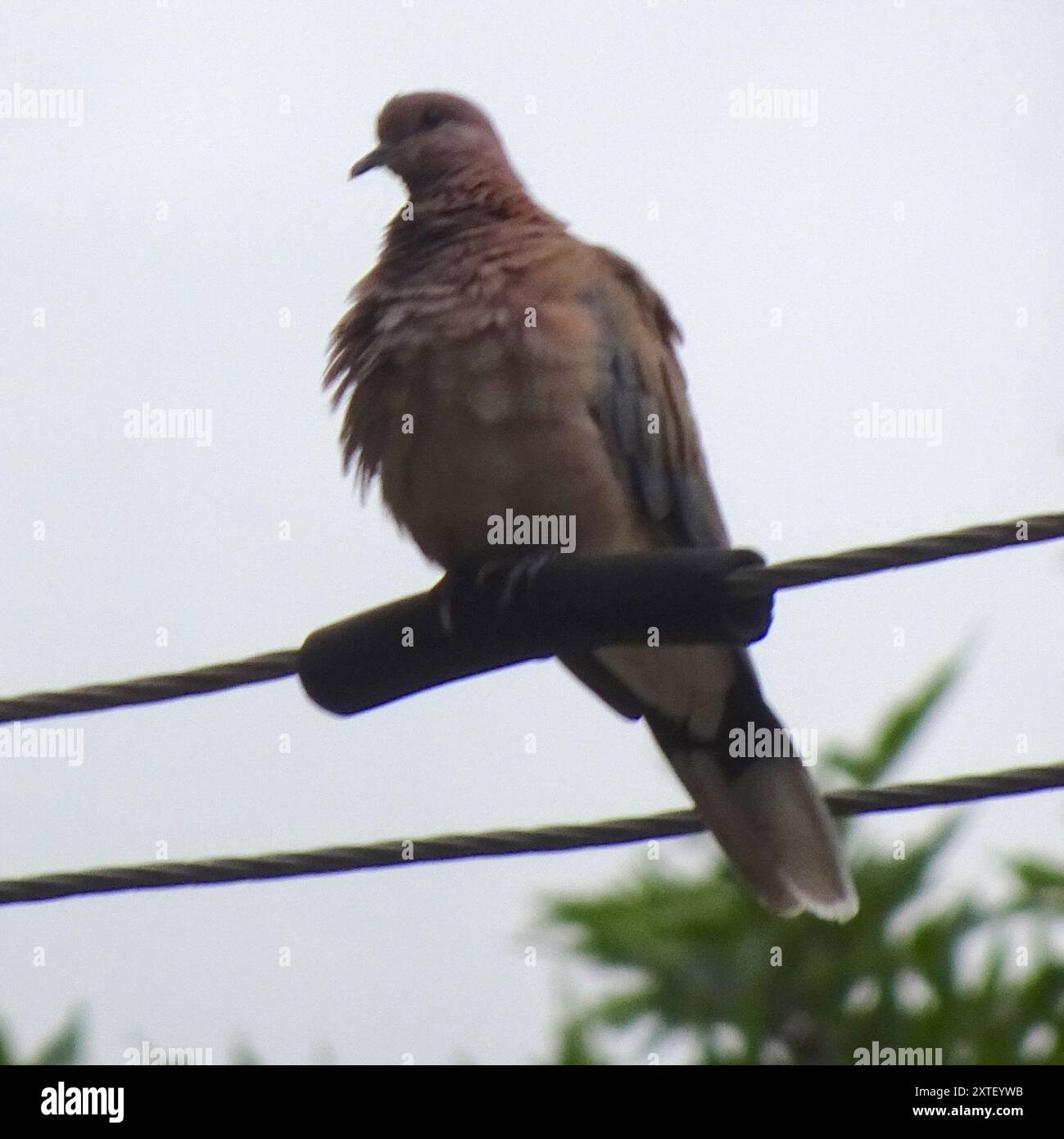 Laughing Dove (Spilopelia senegalensis) Aves Stock Photo - Alamy
