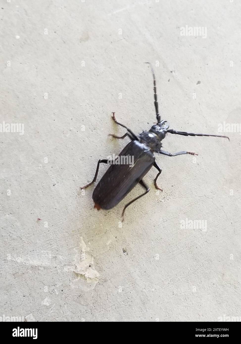 Palo Verde Root Borer (Derobrachus hovorei) Insecta Stock Photo - Alamy