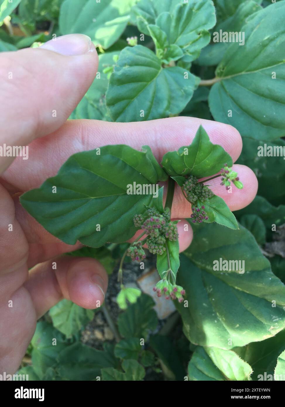 scarlet spiderling (Boerhavia coccinea) Plantae Stock Photo - Alamy