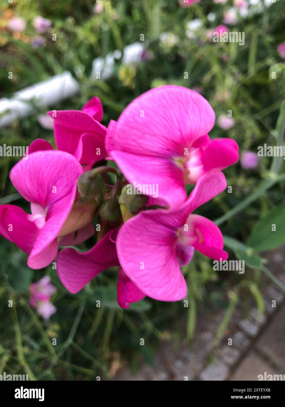 broad-leaved sweet pea (Lathyrus latifolius) Plantae Stock Photo - Alamy