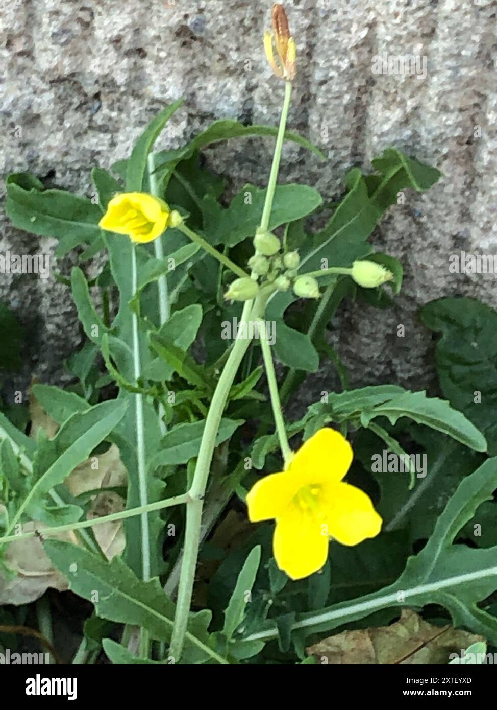 Perennial Wall-rocket (Diplotaxis tenuifolia) Plantae Stock Photo - Alamy