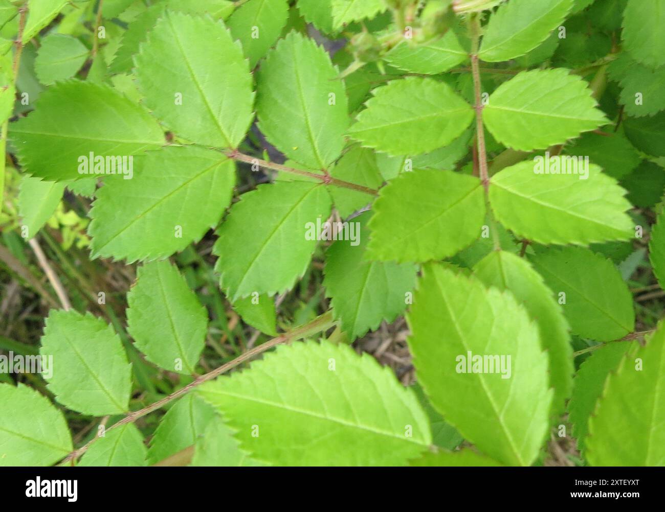 multiflora rose (Rosa multiflora) Plantae Stock Photo - Alamy