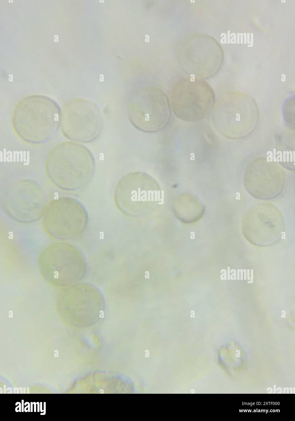 Arcyria major hi-res stock photography and images - Alamy