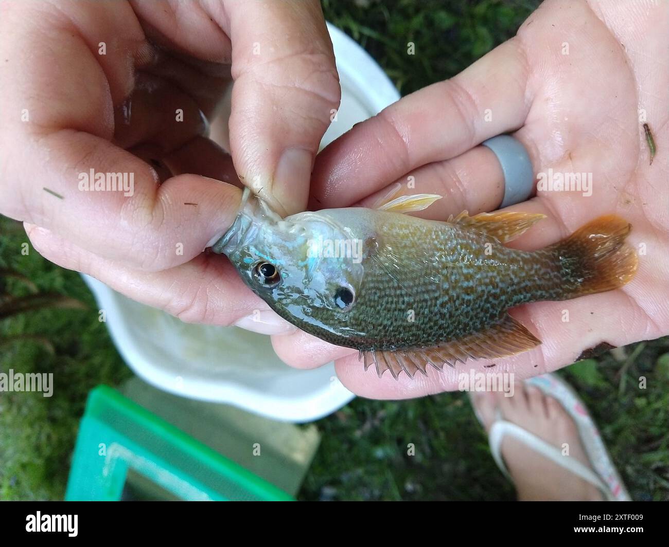 Green Sunfish (Lepomis cyanellus) Actinopterygii Stock Photo - Alamy