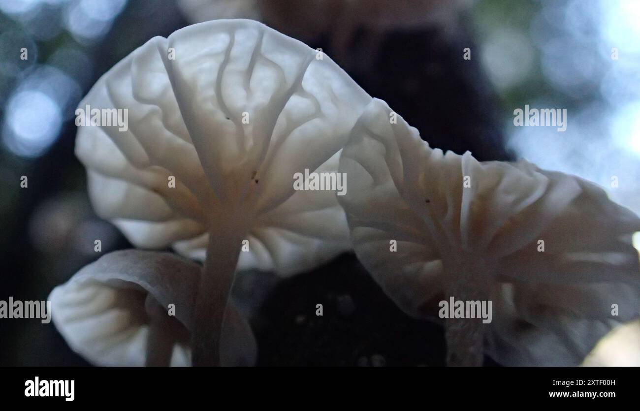 Fairy Parachutes (Marasmiellus candidus) Fungi Stock Photo - Alamy