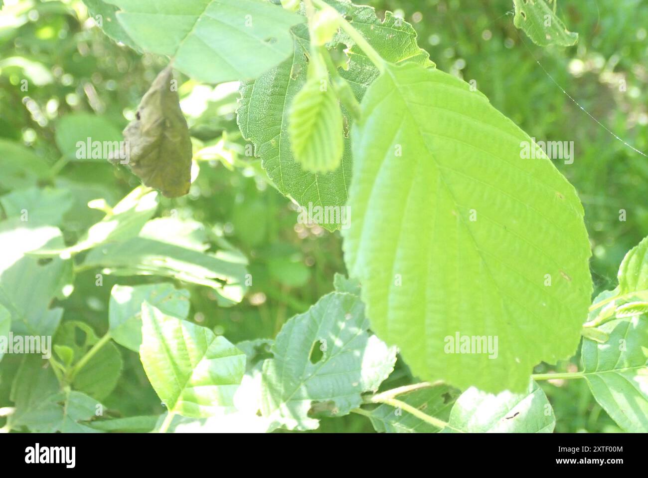 Leaf-rolling Weevils (Attelabidae) Insecta Stock Photo - Alamy