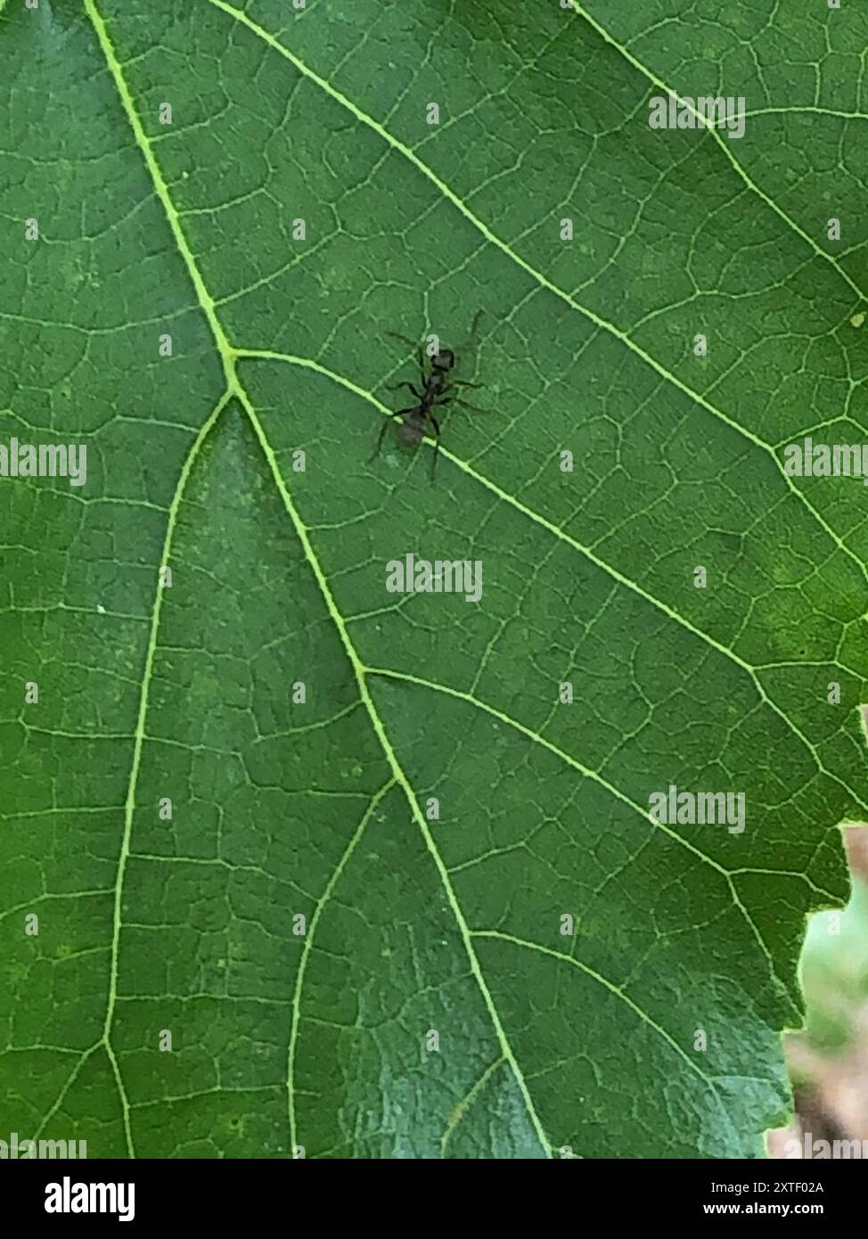 fusca-group Field Ants and Allies (Formica fusca) Insecta Stock Photo ...